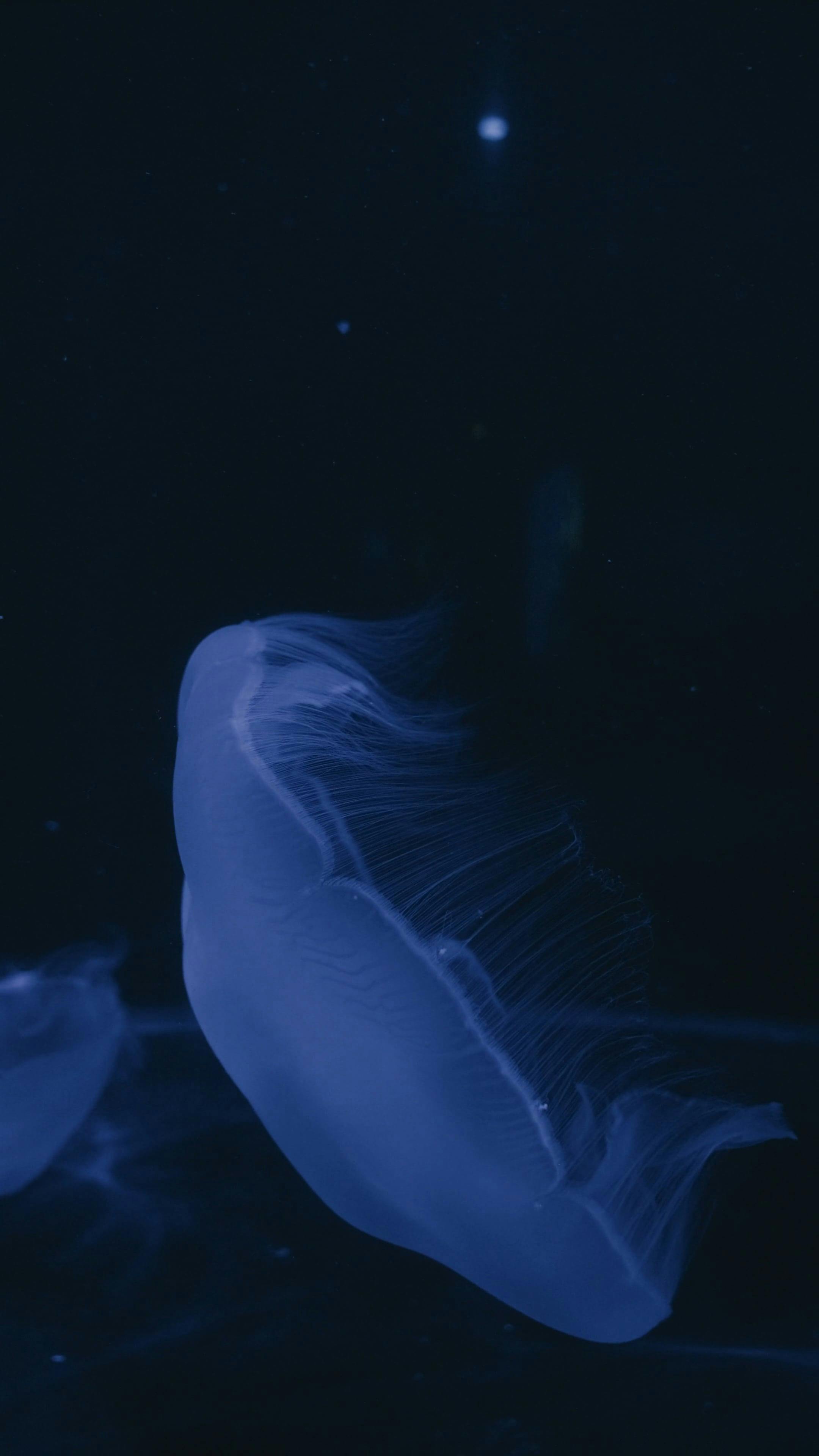 2,000+ Best Jelly Fish Videos · 100% Free Download · Pexels Stock Videos