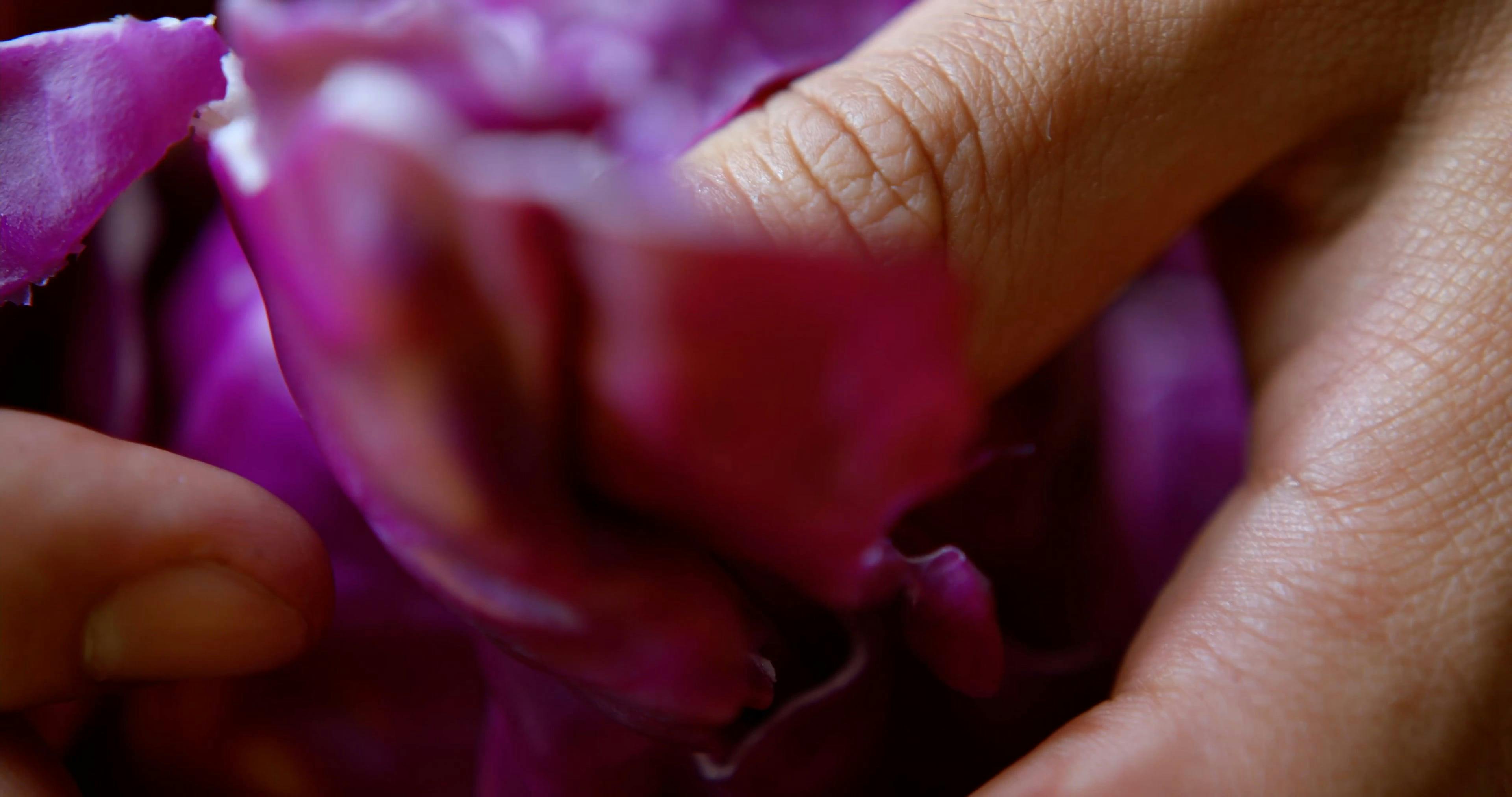Person Tearing a Red Cabbage Free Stock Video Footage, Royalty-Free 4K ...