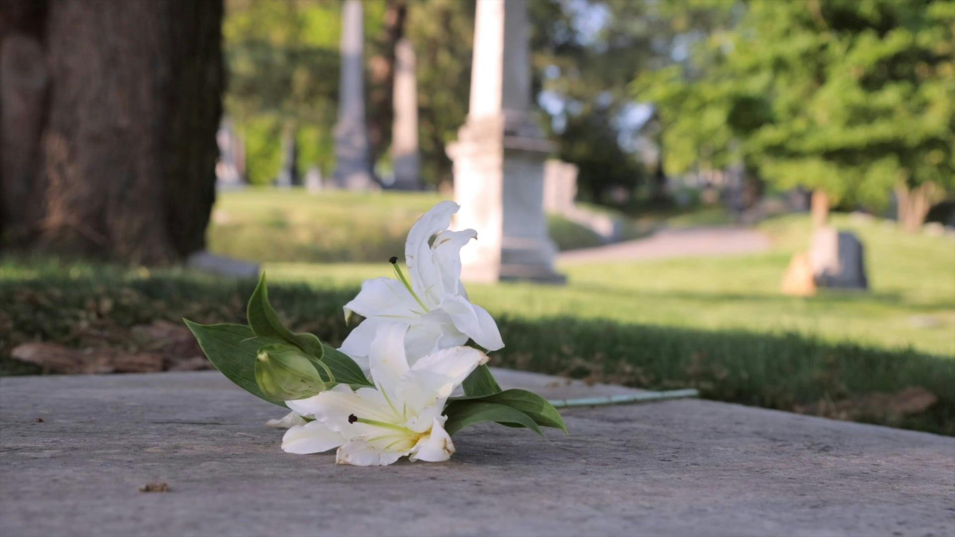 Bloom Slab Videos, Download The BEST Free 4k Stock Video Footage ...