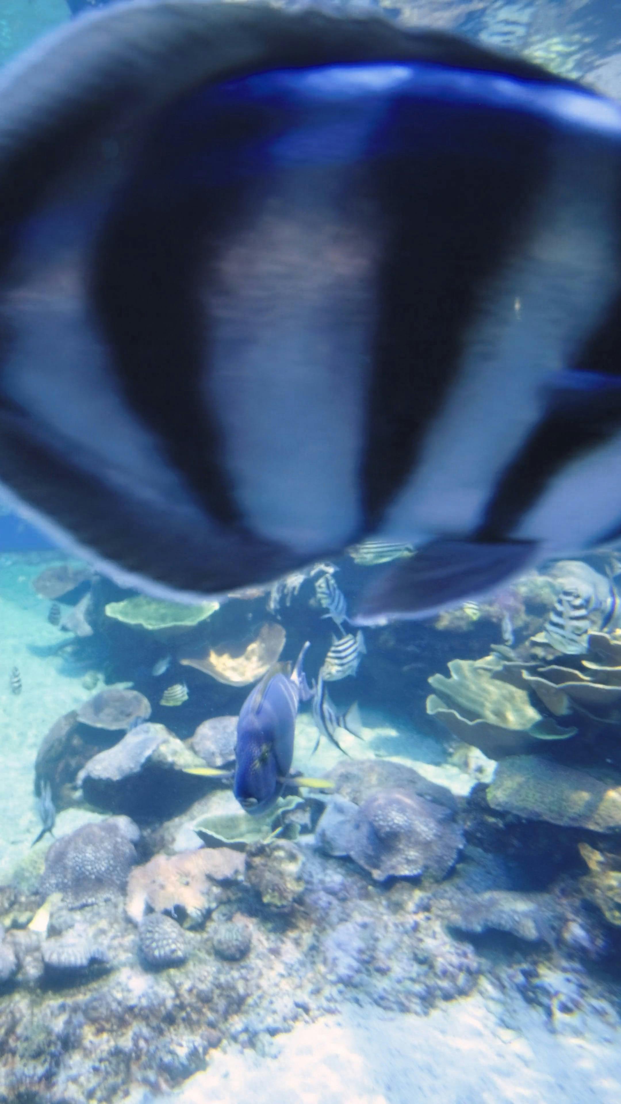 Video of a Fish Underwater · Free Stock Video