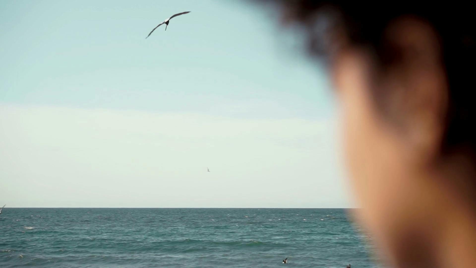 Bird Body Videos, Download The BEST Free 4k Stock Video Footage & Bird ...