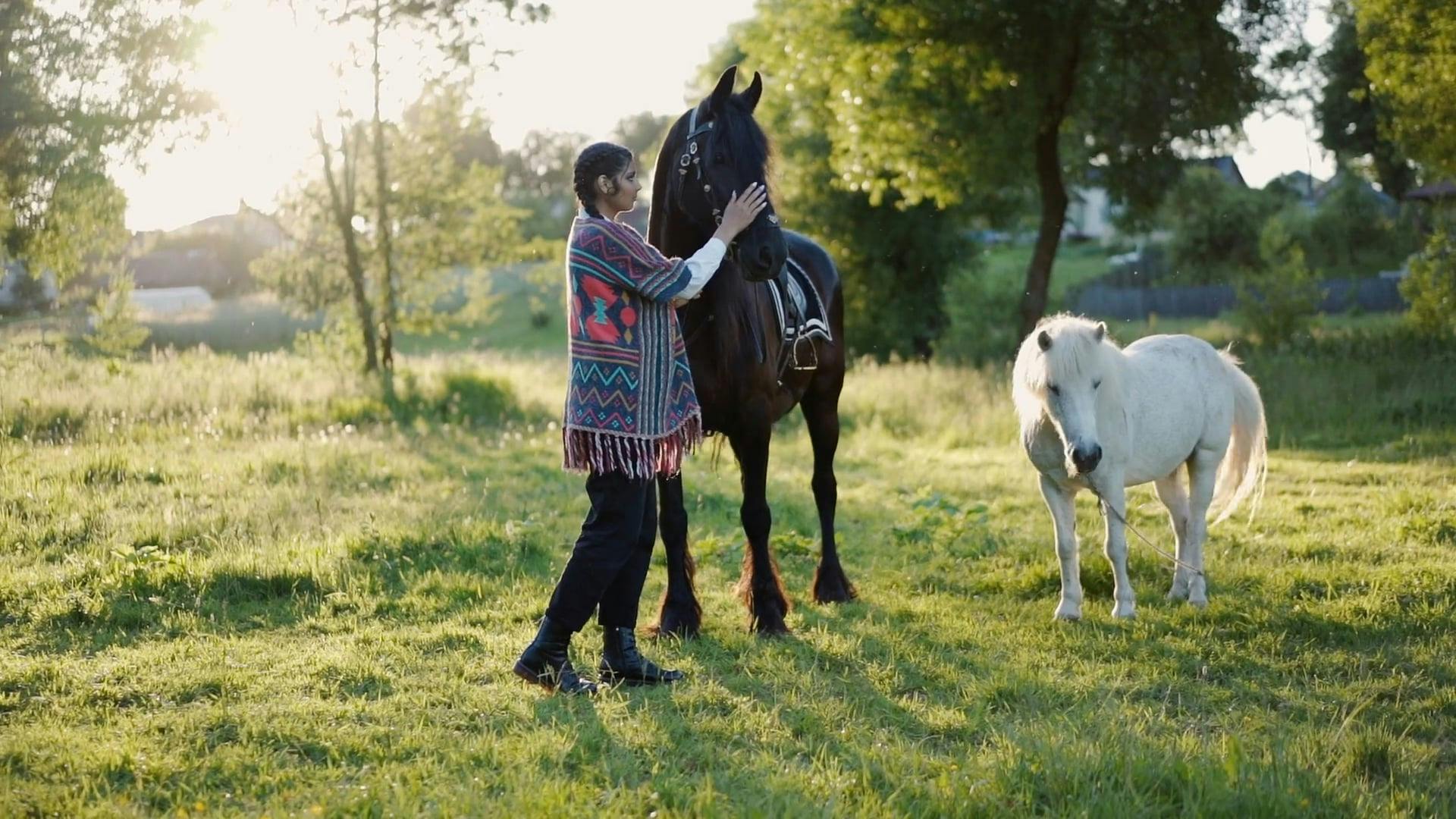 Frisian Horse Videos, Download The BEST Free 4k Stock Video Footage ...