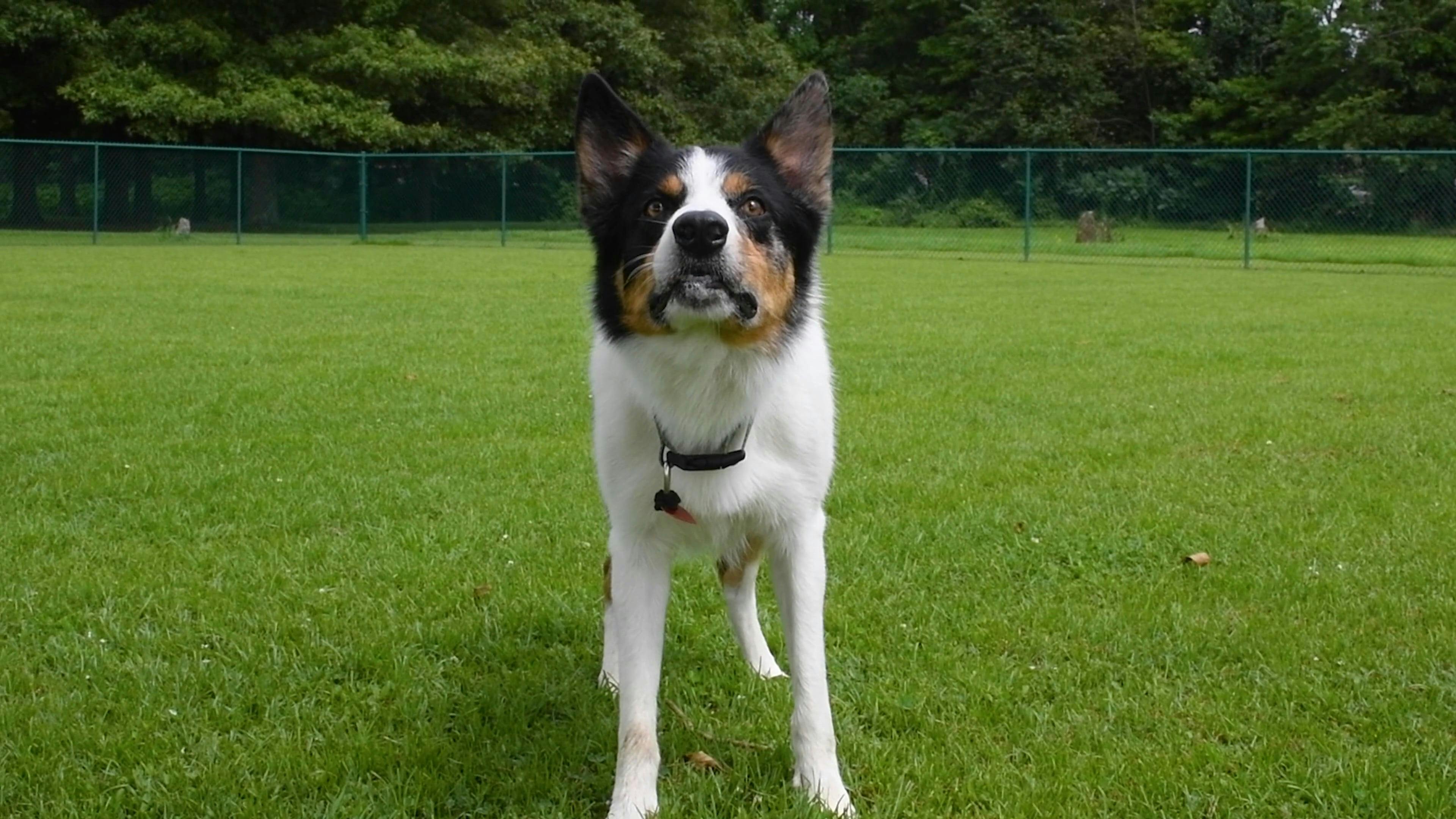 Dogs Running in Slow Motion Free Stock Video Footage, Royalty-Free 4K ...