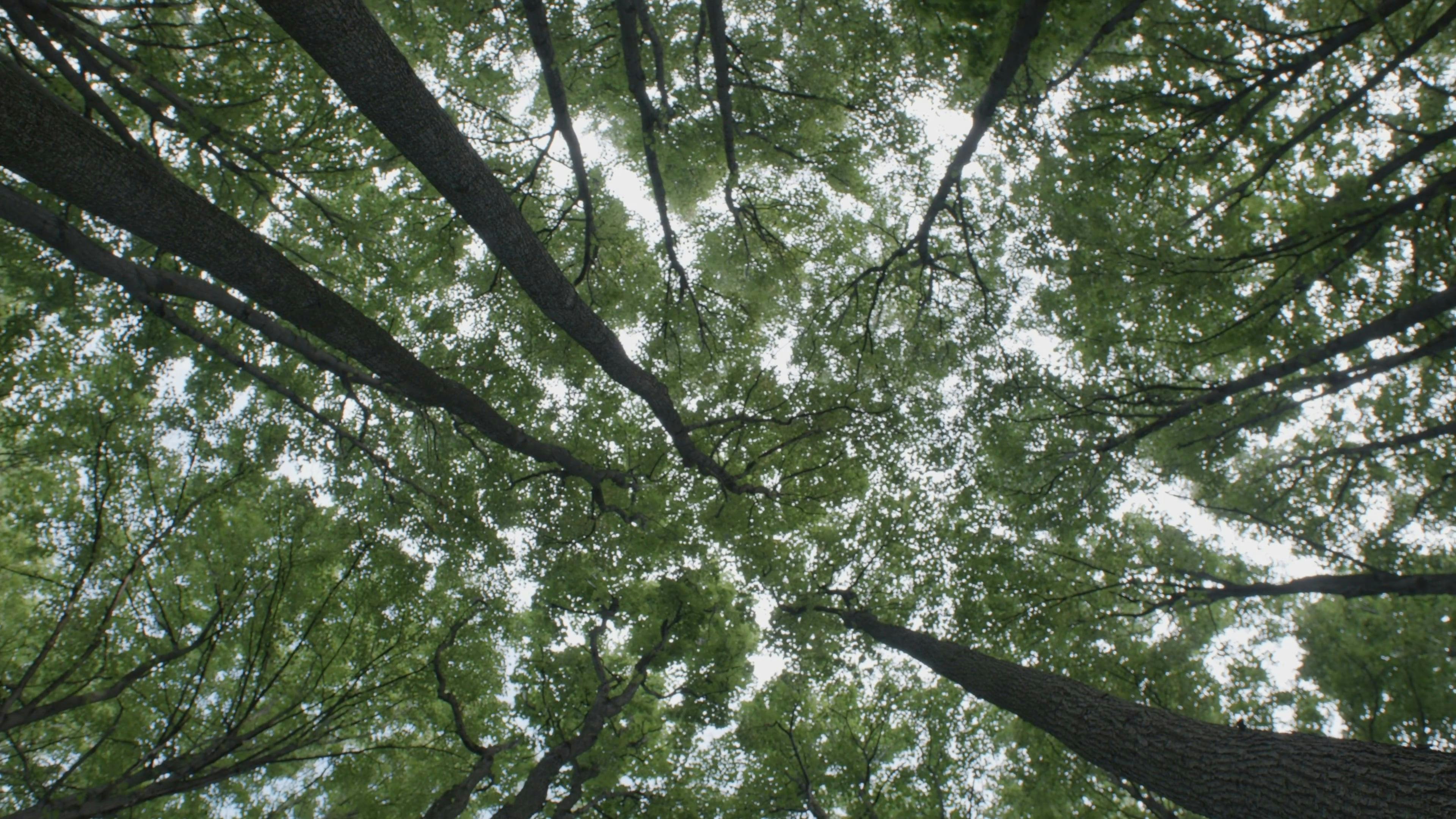 Low Angle Rolling Shot of Trees · Free Stock Video