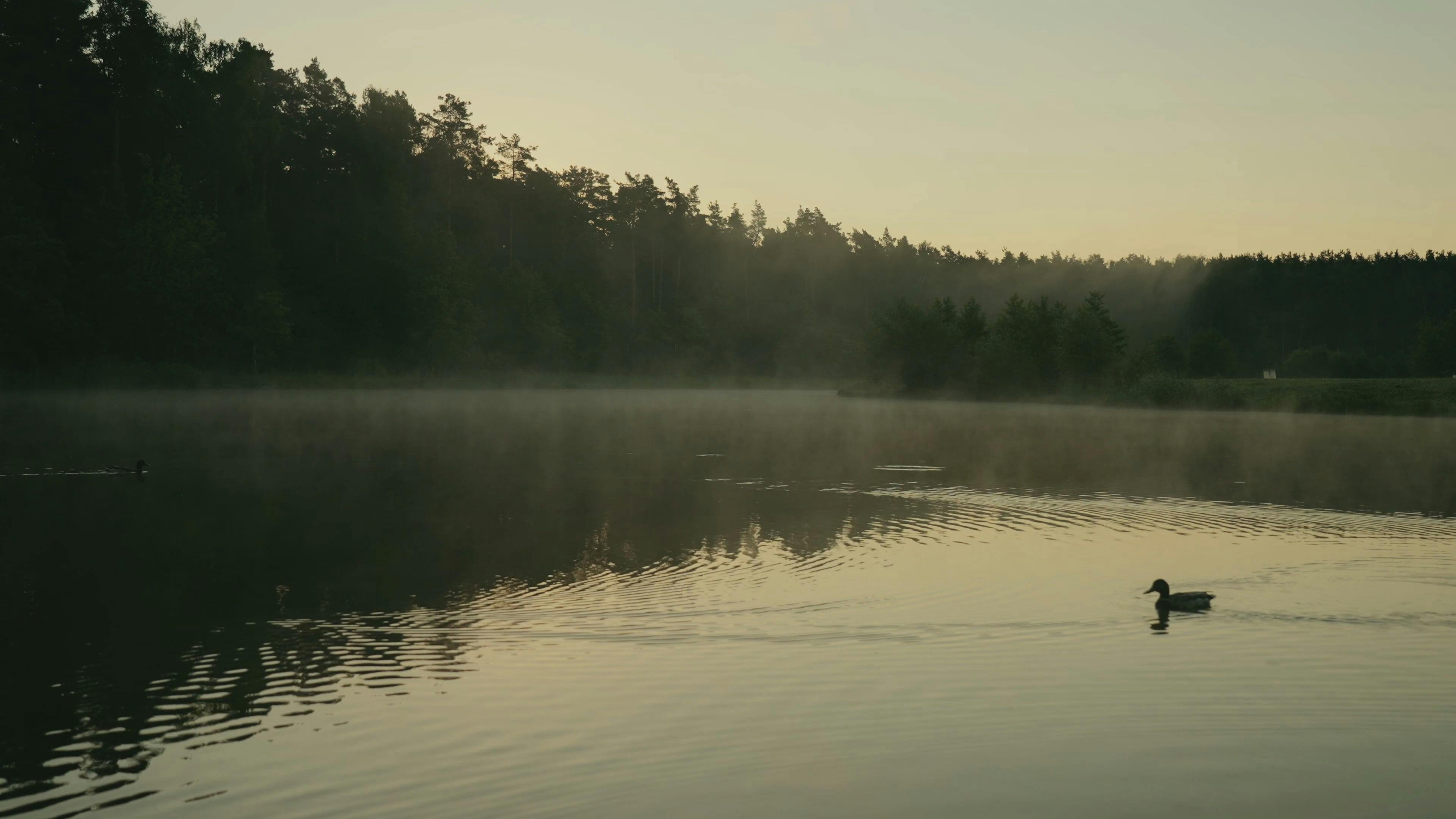 Swan Birds Floating Motionless On A Lake Surface Free Stock Video ...