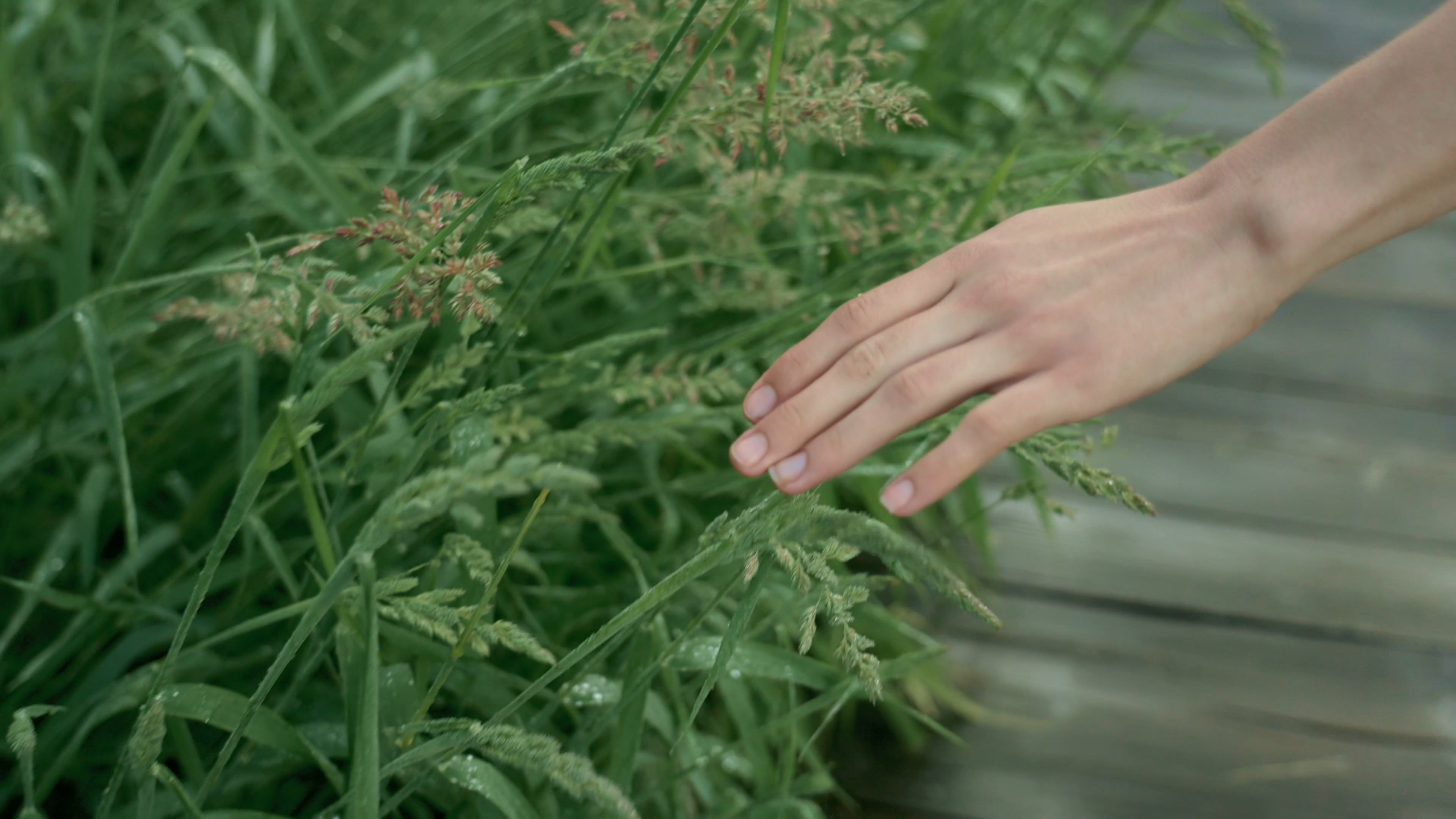 A Person Touching Grass Free Stock Video Footage, Royalty-Free 4K & HD ...