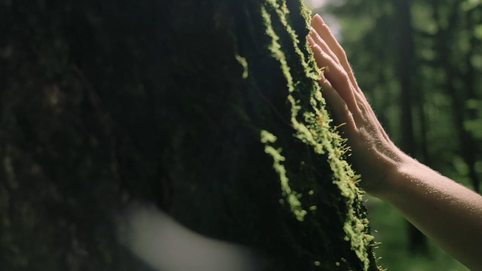 Joni Sense Videos, Download The BEST Free 4k Stock Video Footage & Joni ...