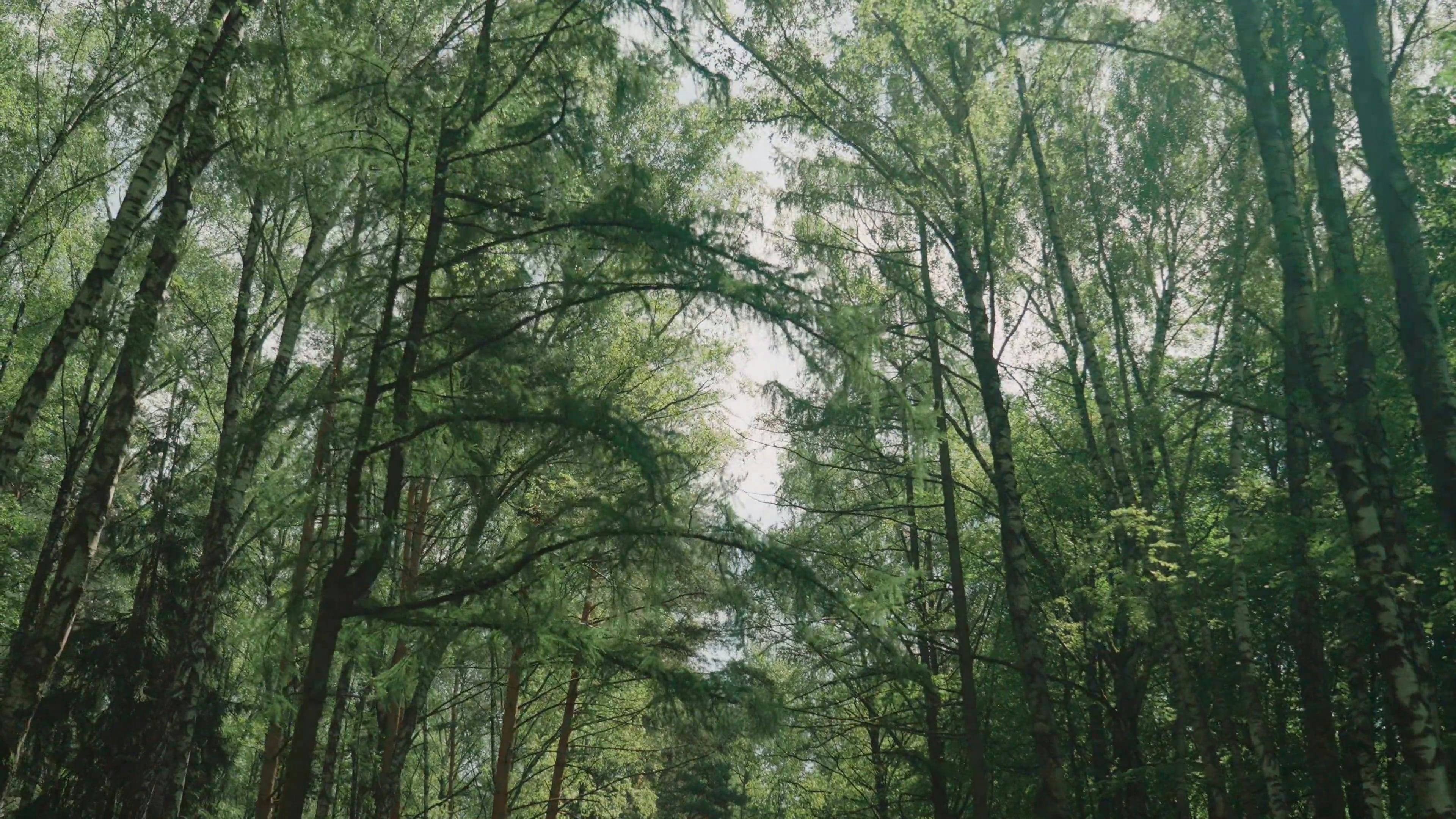 Trees Photo Videos, Download The BEST Free 4k Stock Video Footage ...