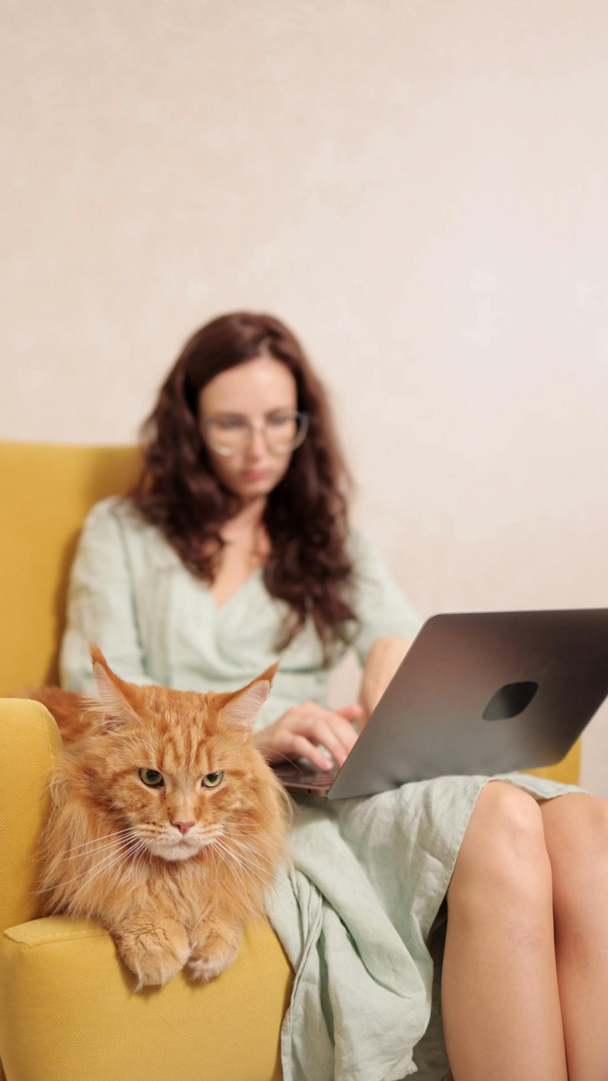 Cat Meow Videos, Download The BEST Free 4k Stock Video Footage & Cat ...