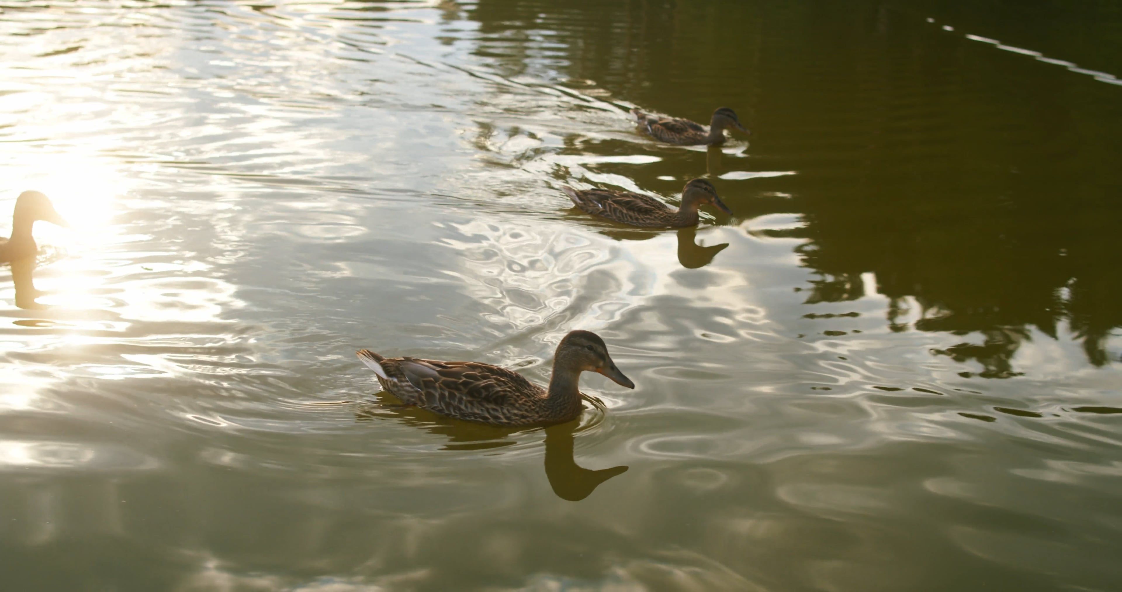 Birds Flying And Paddling Over The Lake Surface Free Stock Video ...