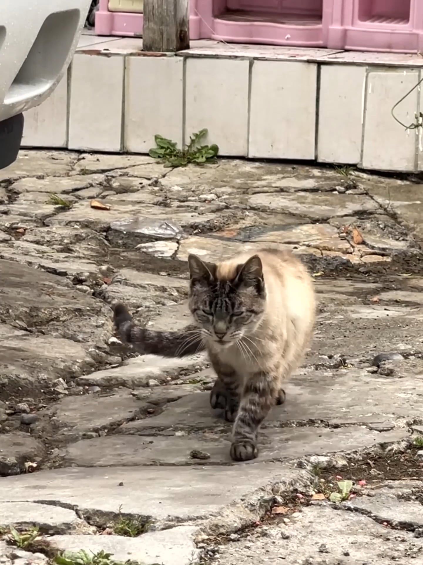Mood Cat Videos, Download The BEST Free 4k Stock Video Footage & Mood ...