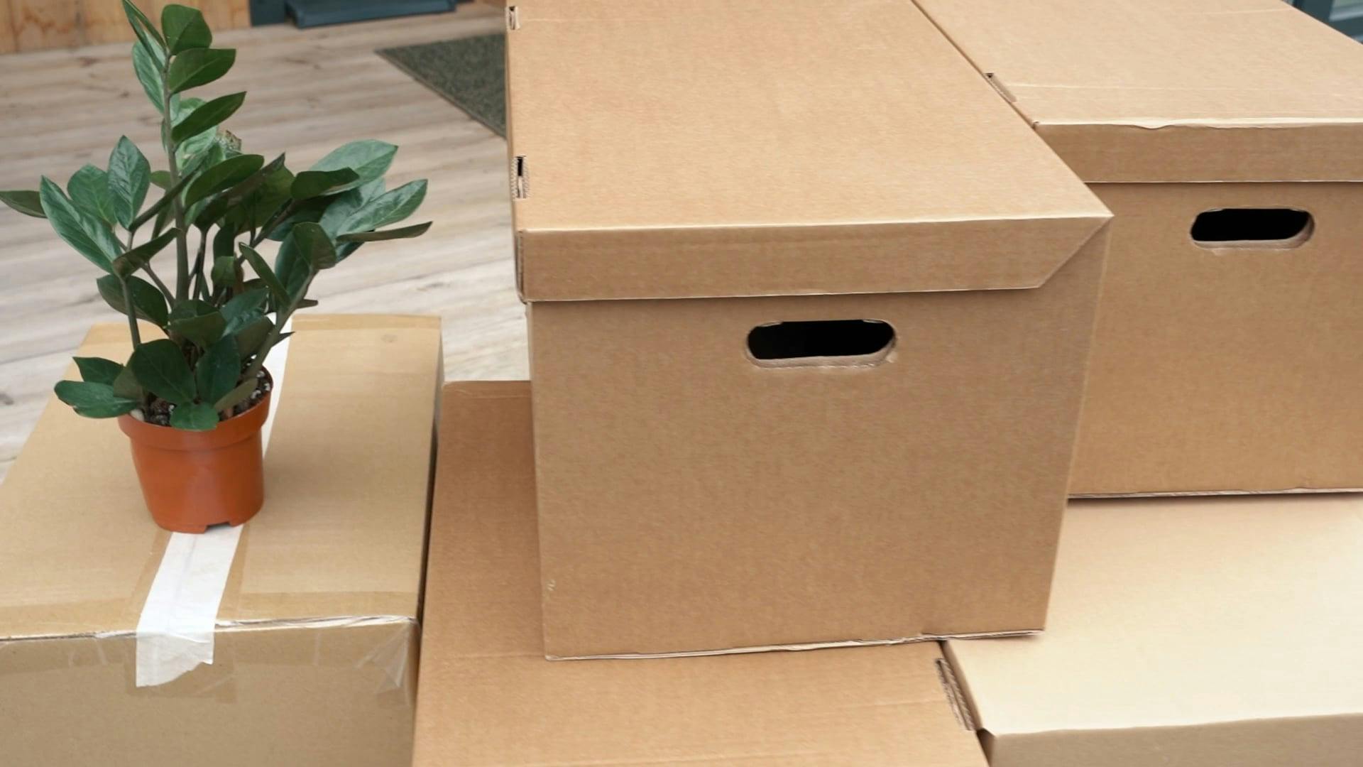 Cardboard Boxes and a Potted Plant · Free Stock Video