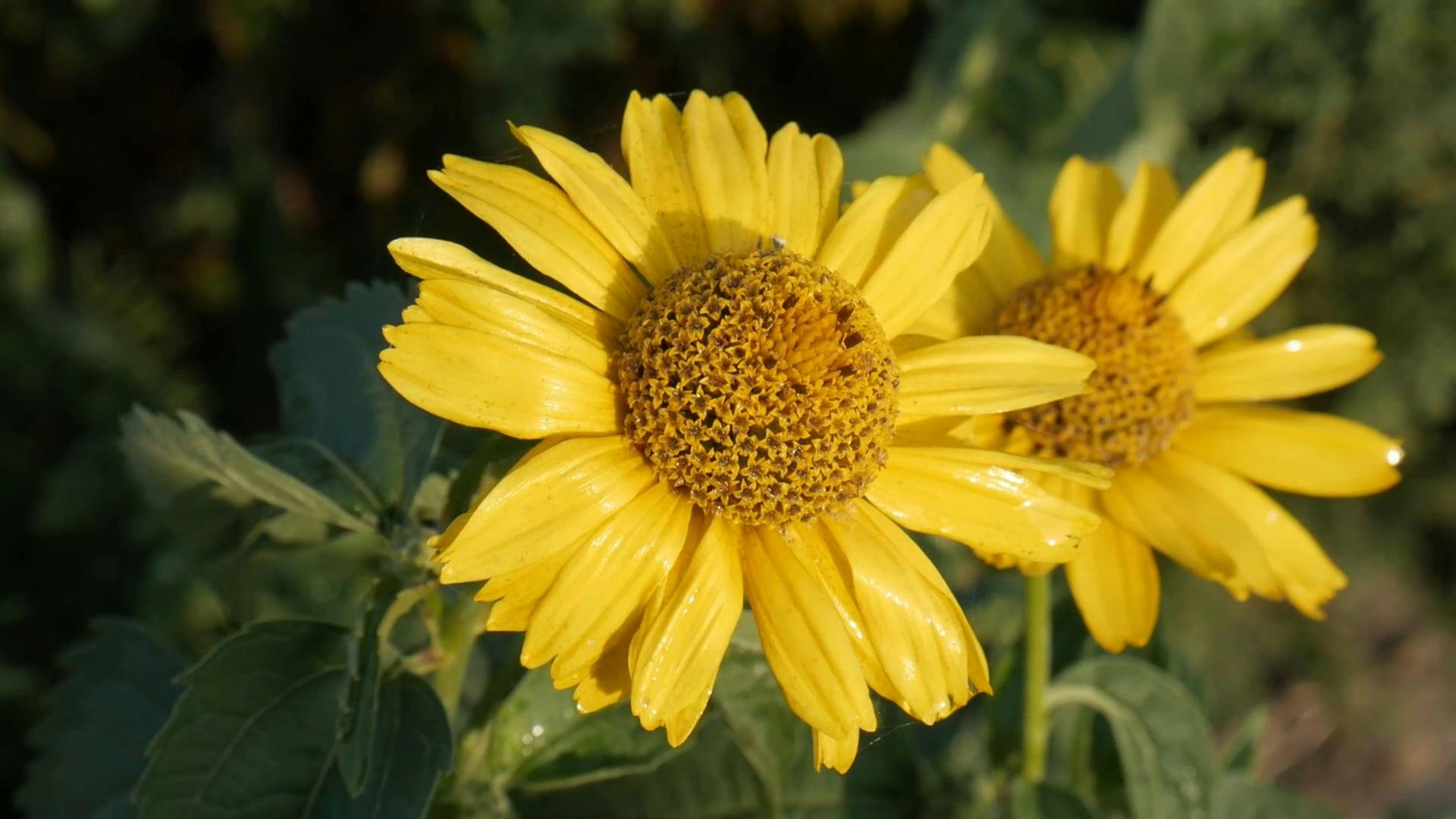 Vídeo profissional gratuito de broto, fechar-se, flor