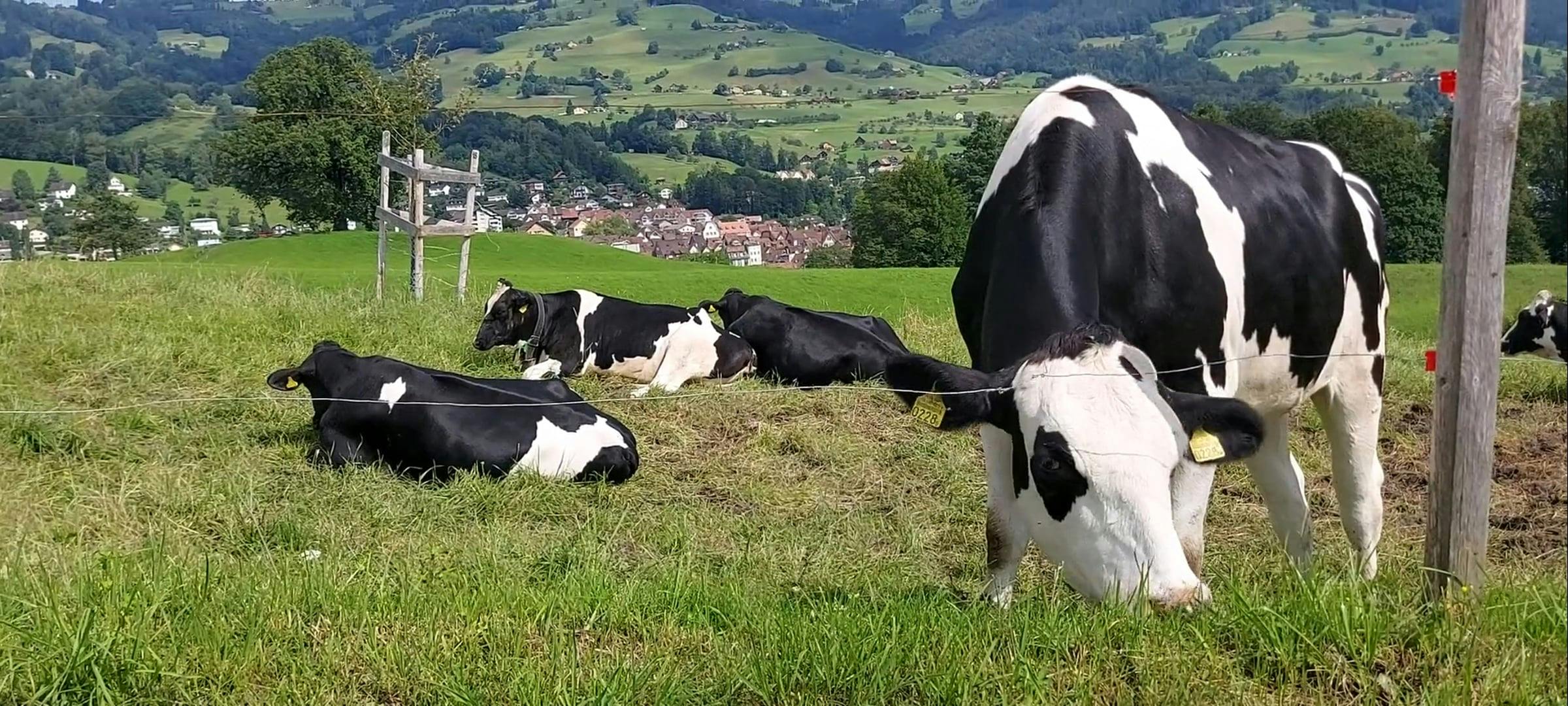 Cows Eating Free Stock Video Footage, Royalty-Free 4K & HD Video Clip