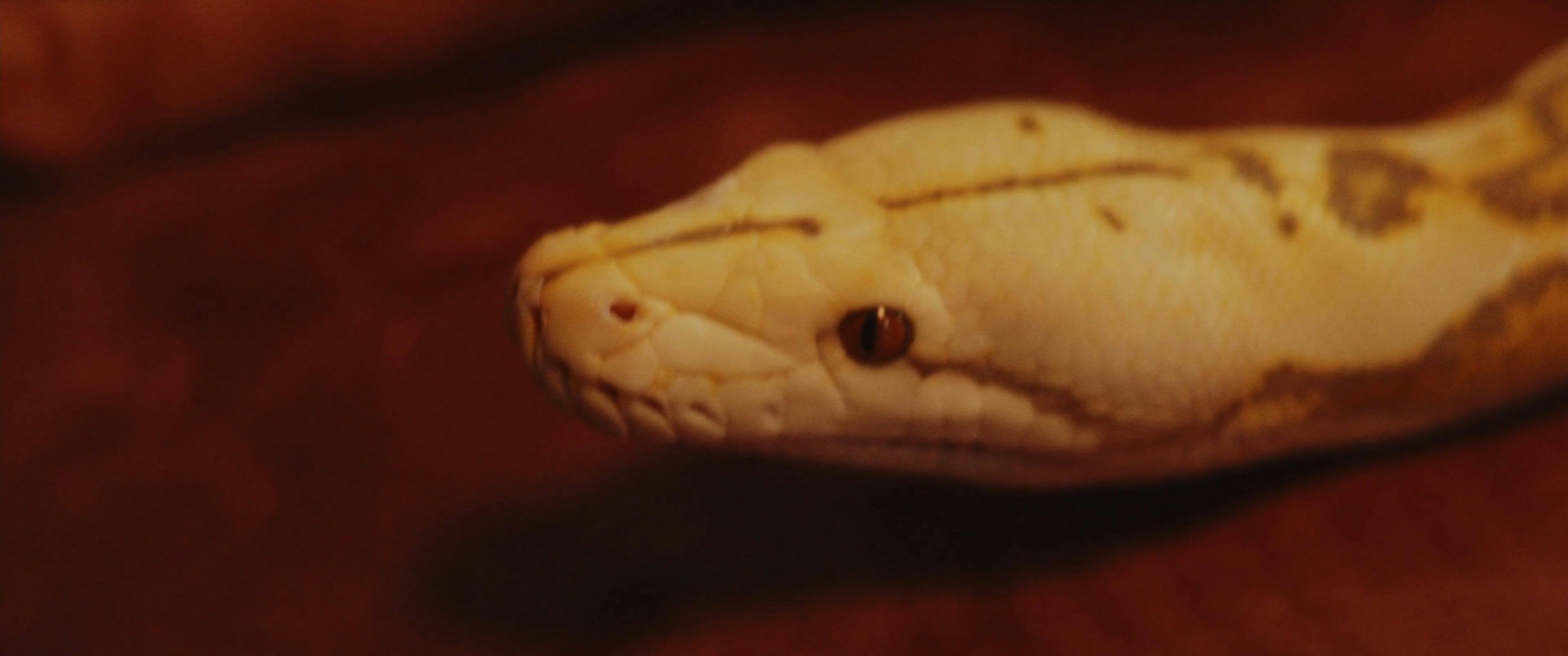Close Up of a Snake Moving · Free Stock Video