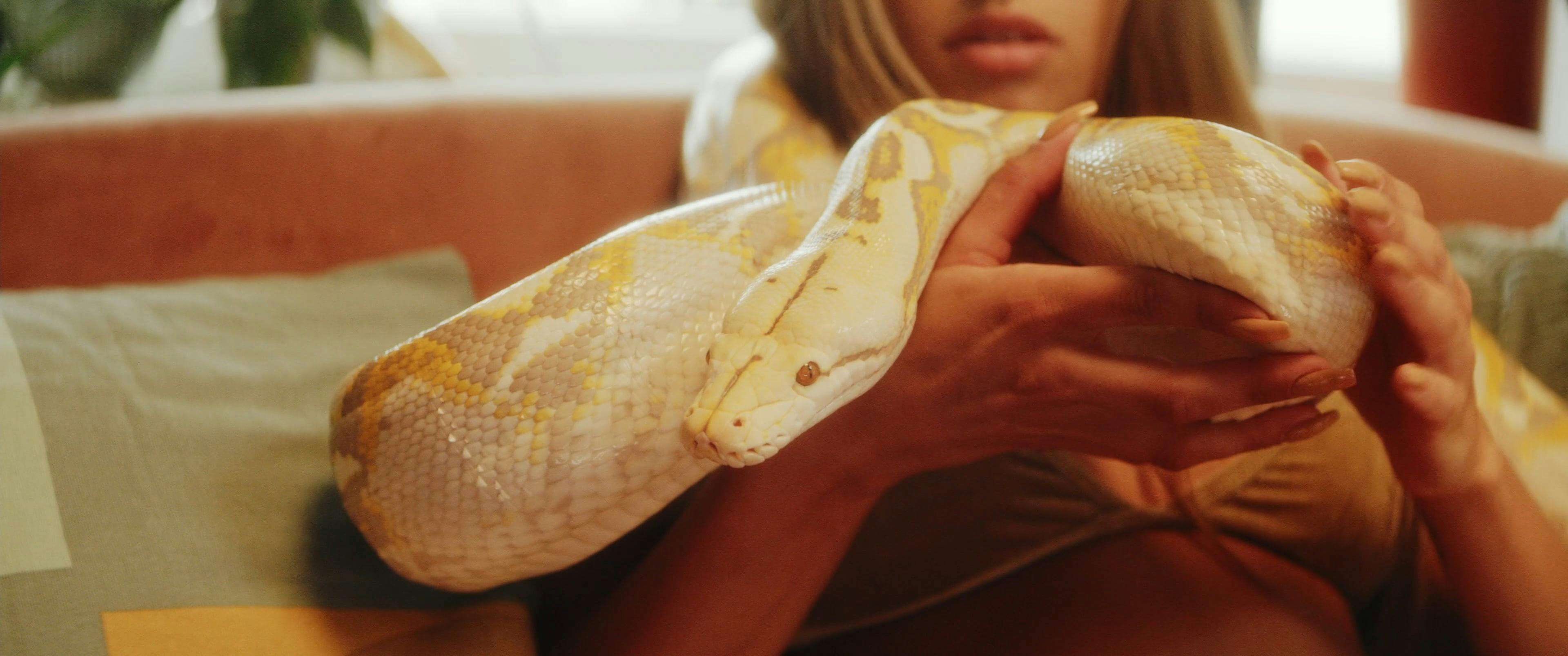 Burmese Pythons Videos, Download The BEST Free 4k Stock Video Footage ...