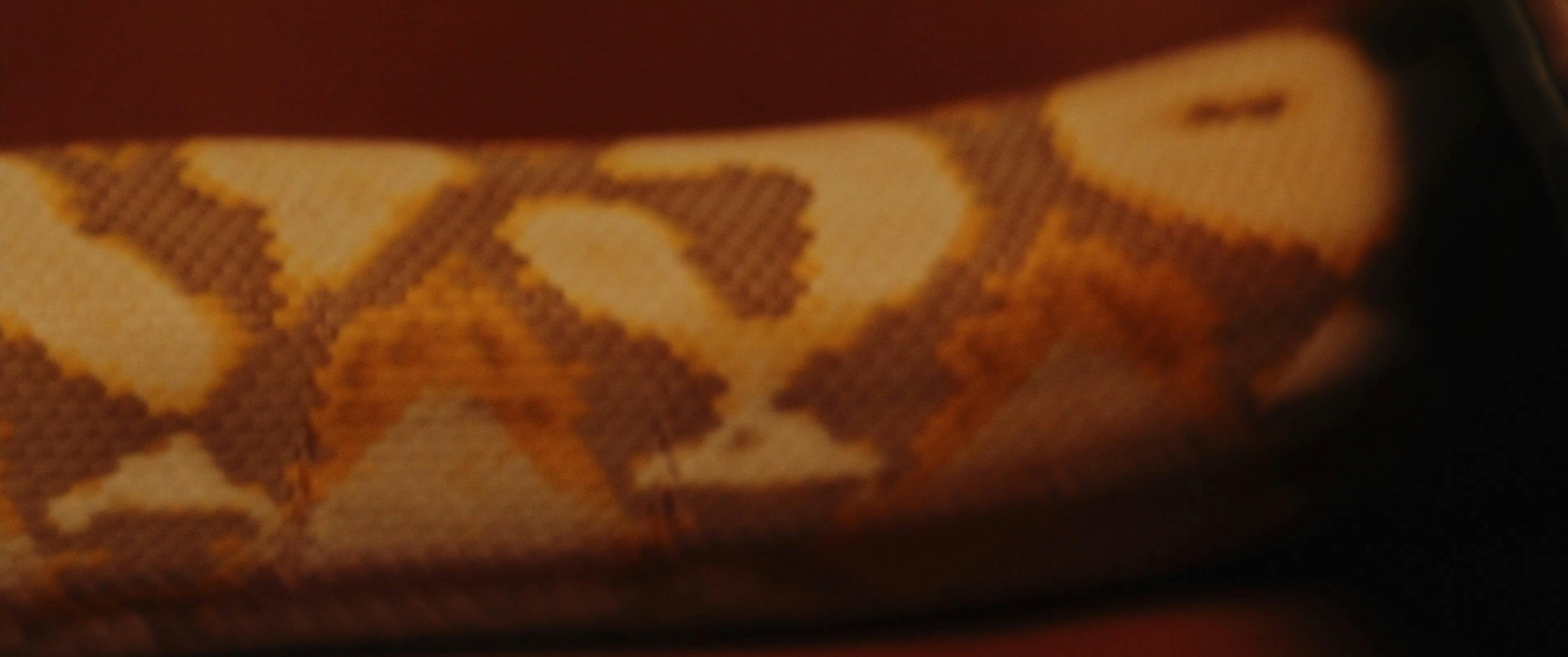 Shiny Snake Videos, Download The BEST Free 4k Stock Video Footage ...