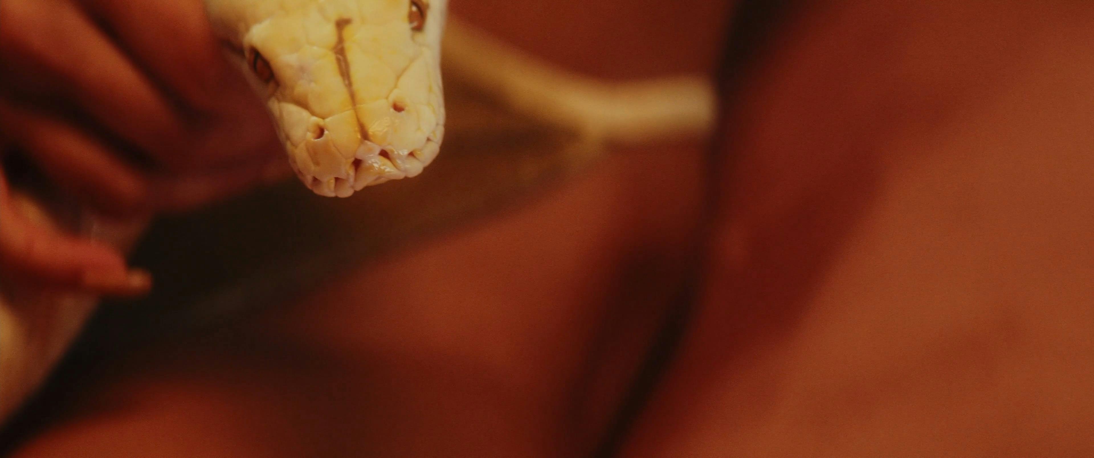 Python Behavior Videos, Download The BEST Free 4k Stock Video Footage ...