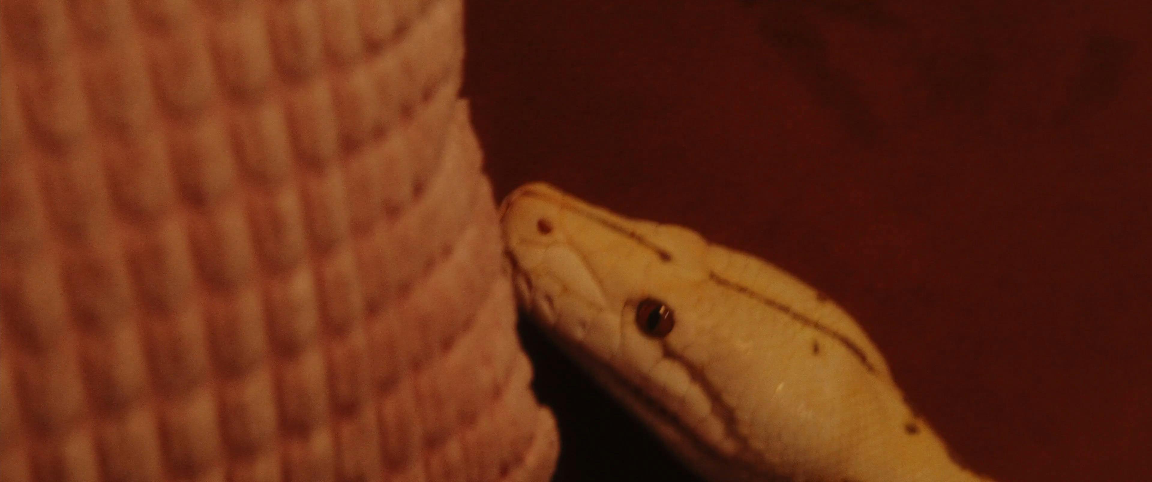 Close-up Footage of a Snake Moving Free Stock Video Footage, Royalty ...