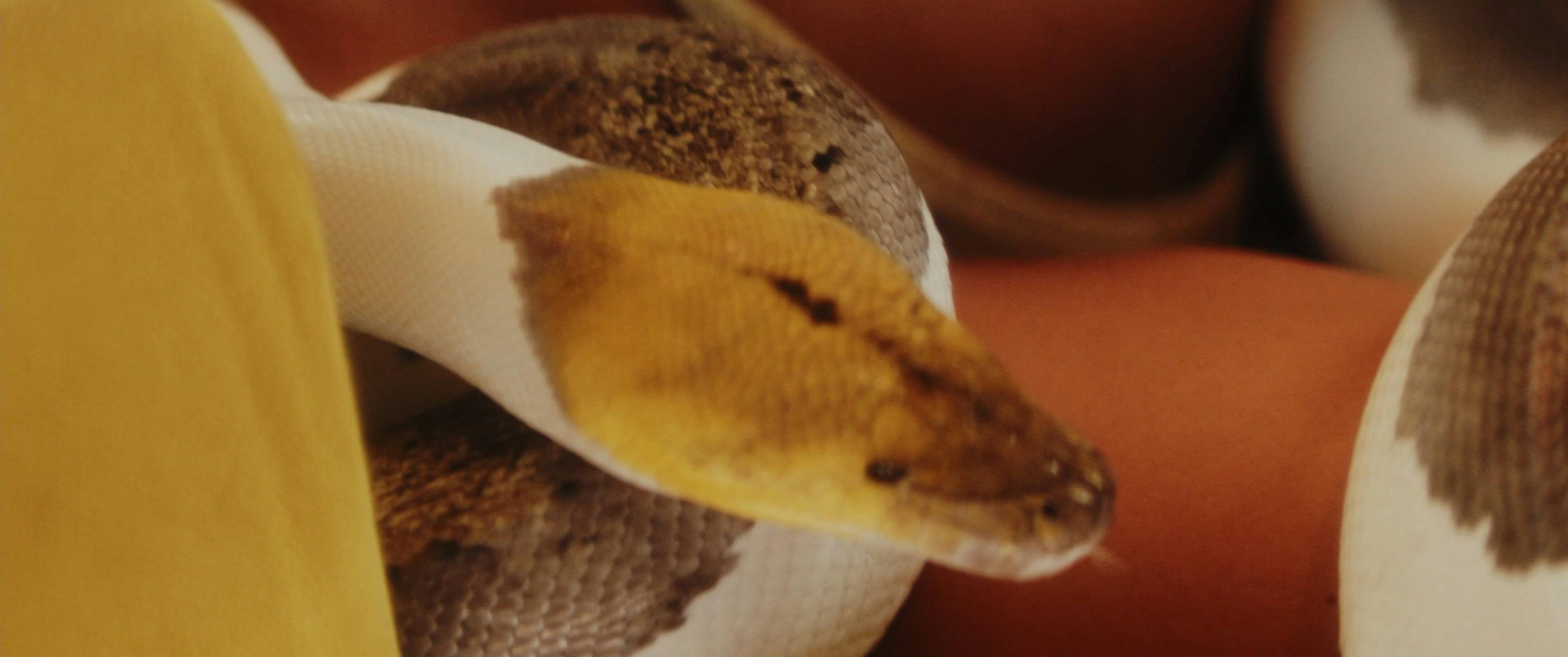 Snake Discovery Videos, Download The BEST Free 4k Stock Video Footage ...