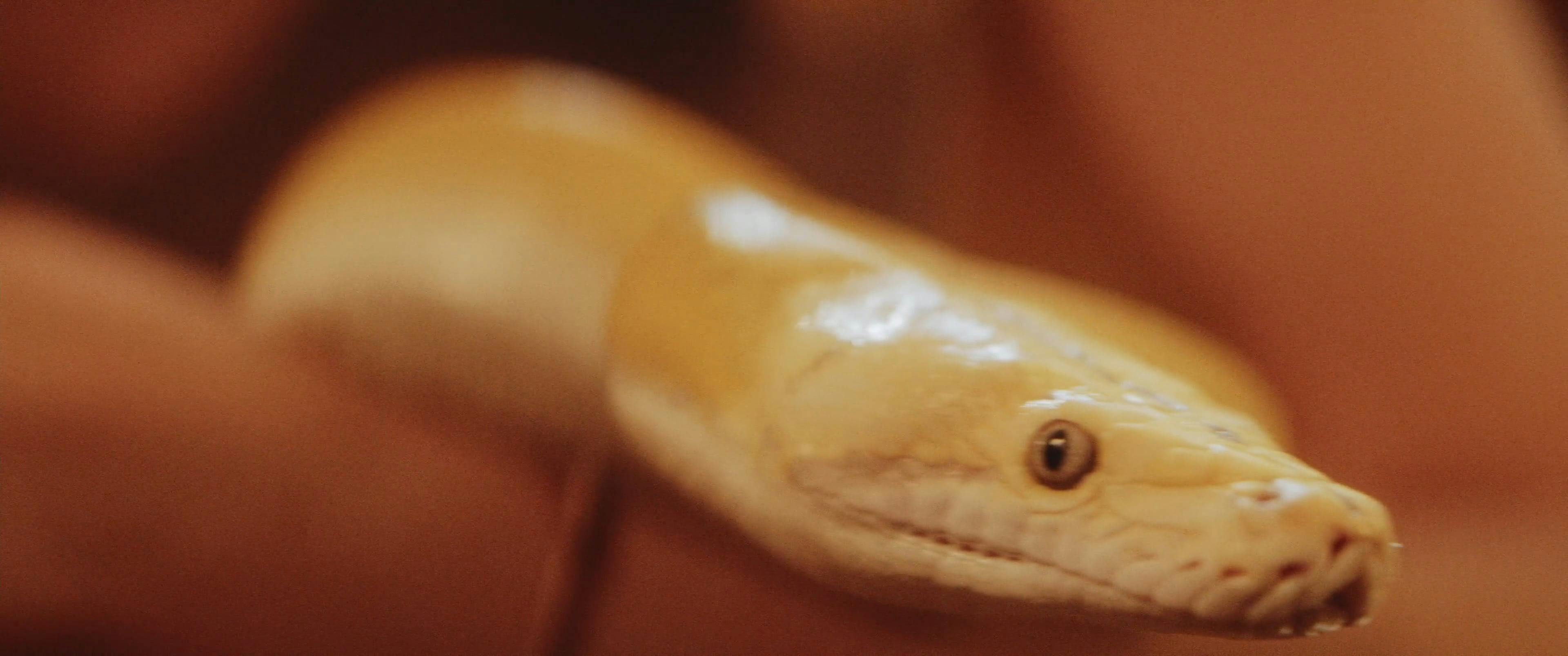 A Viper Snake Moving Free Stock Video Footage, Royalty-Free 4K & HD ...