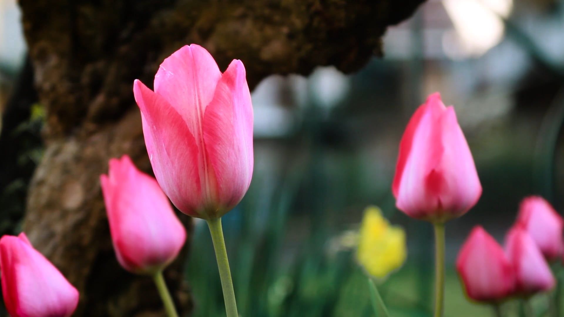 Tulip Flowers For Background Videos, Download The BEST Free 4k Stock ...