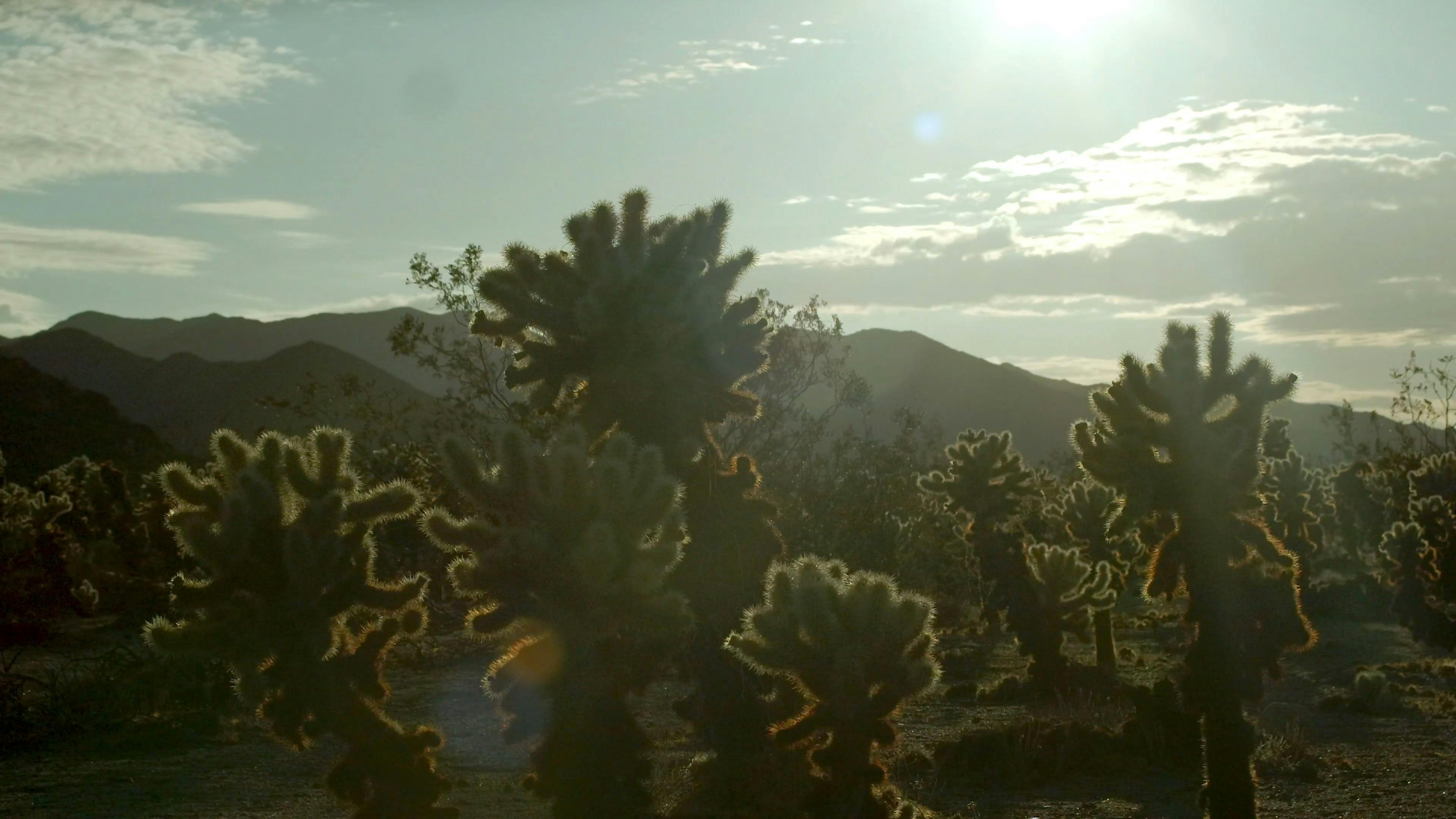 Cactus Sunrise Videos, Download The BEST Free 4k Stock Video Footage ...