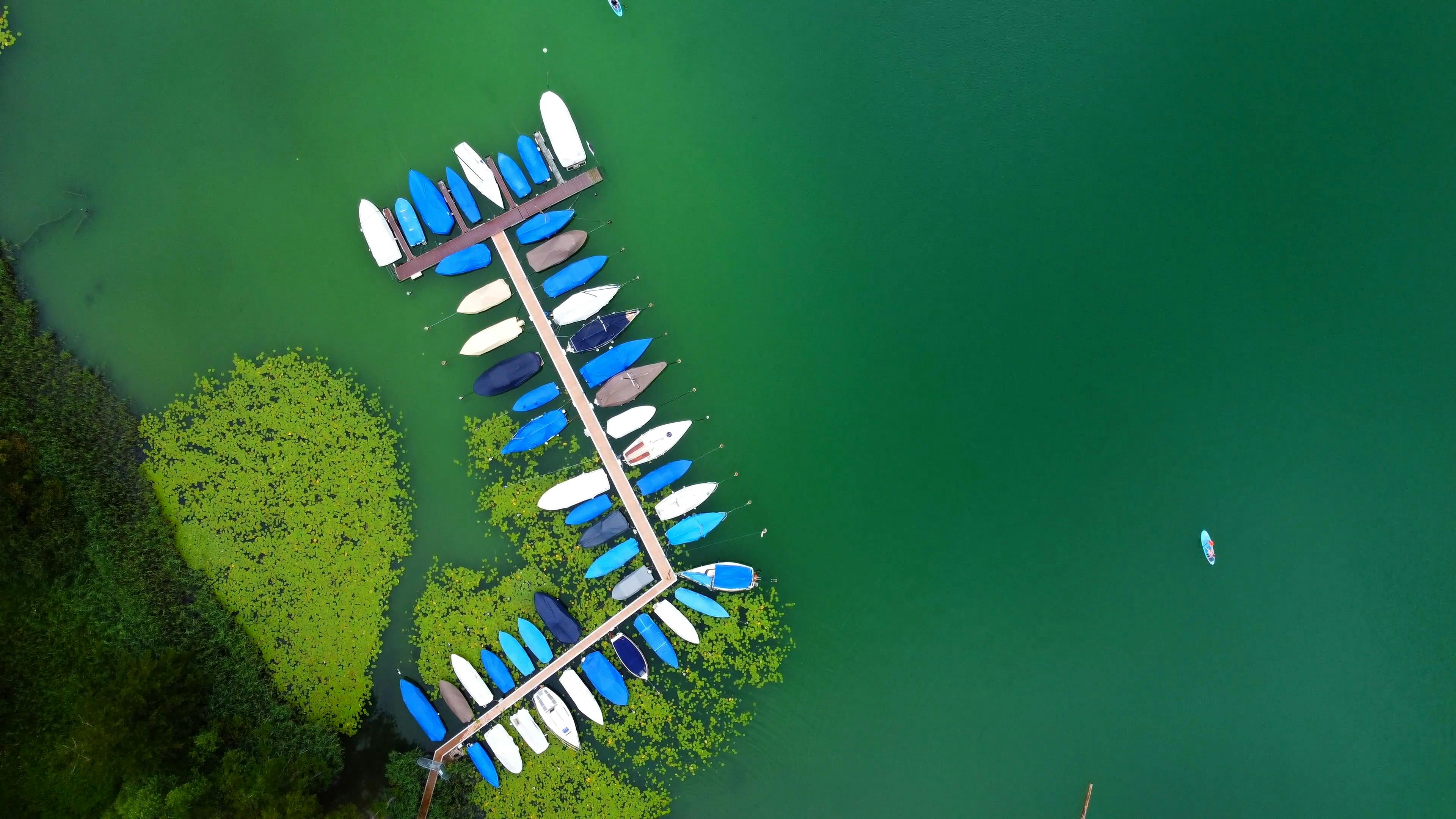 Overhead Shot of Whales Diving in the Ocean Free Stock Video Footage ...