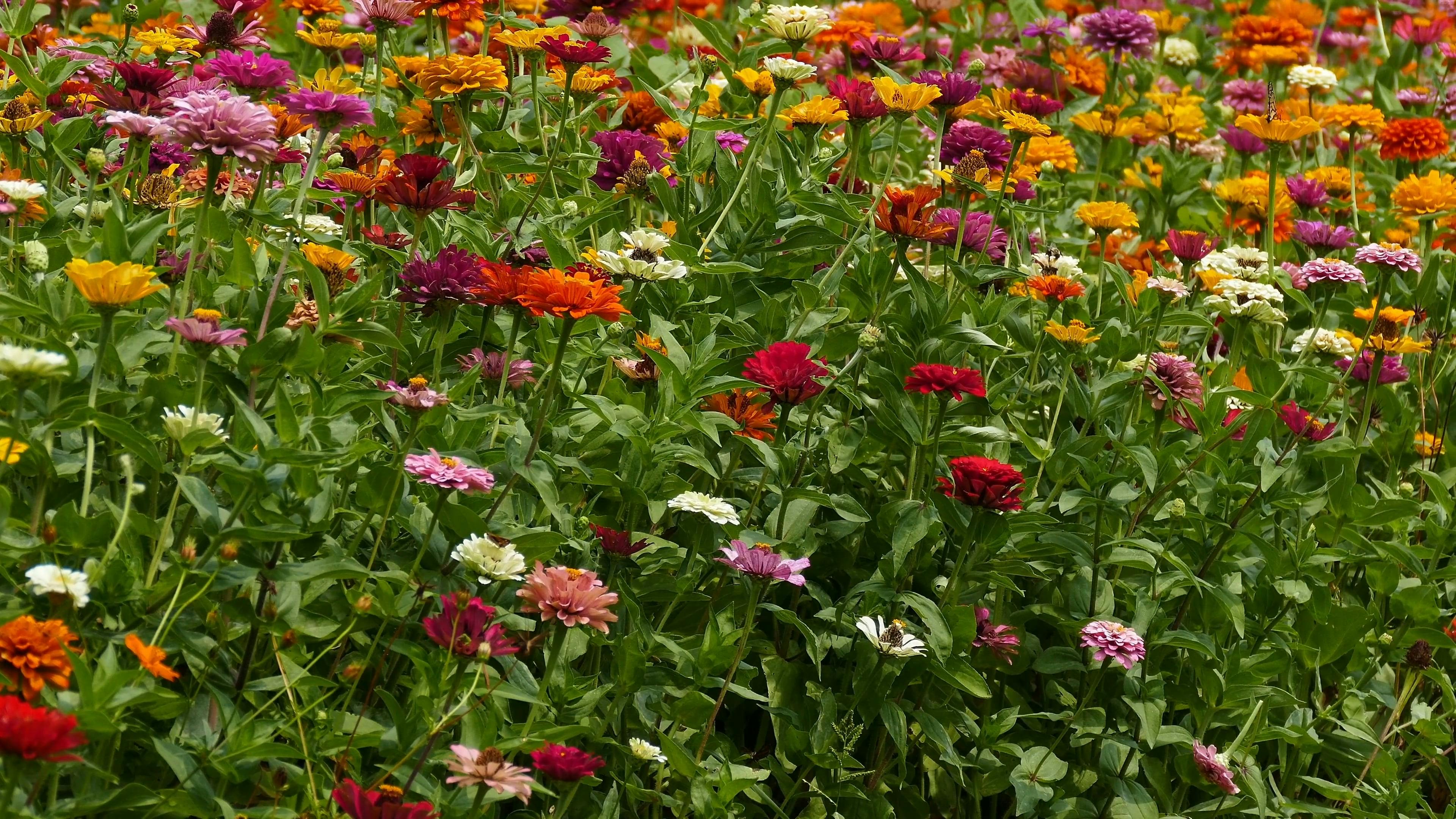 Close-up Video of a Flowers Free Stock Video Footage, Royalty-Free 4K ...