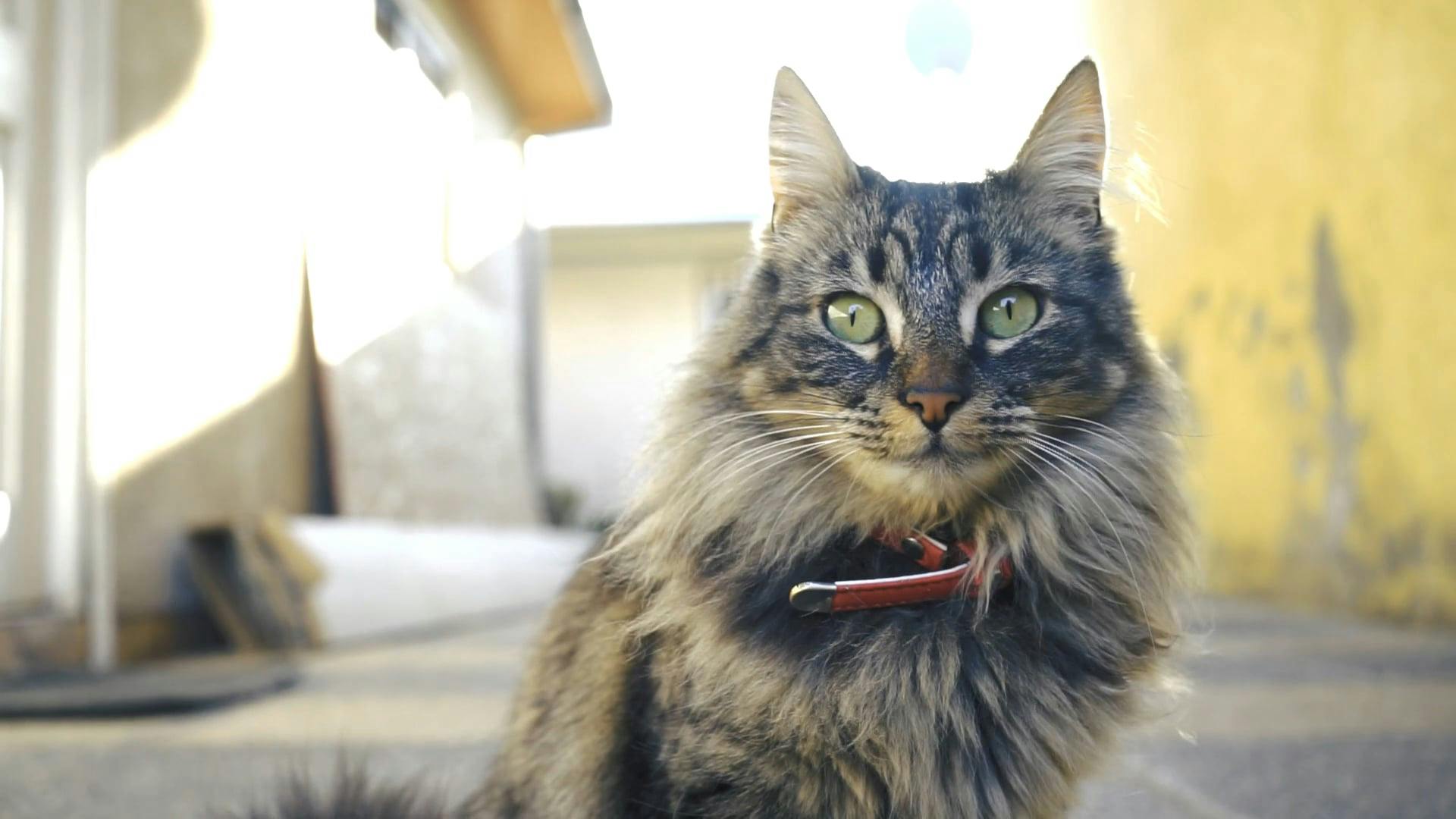 The Full Facial Features Of A Pet Cat Free Stock Video Footage, Royalty ...