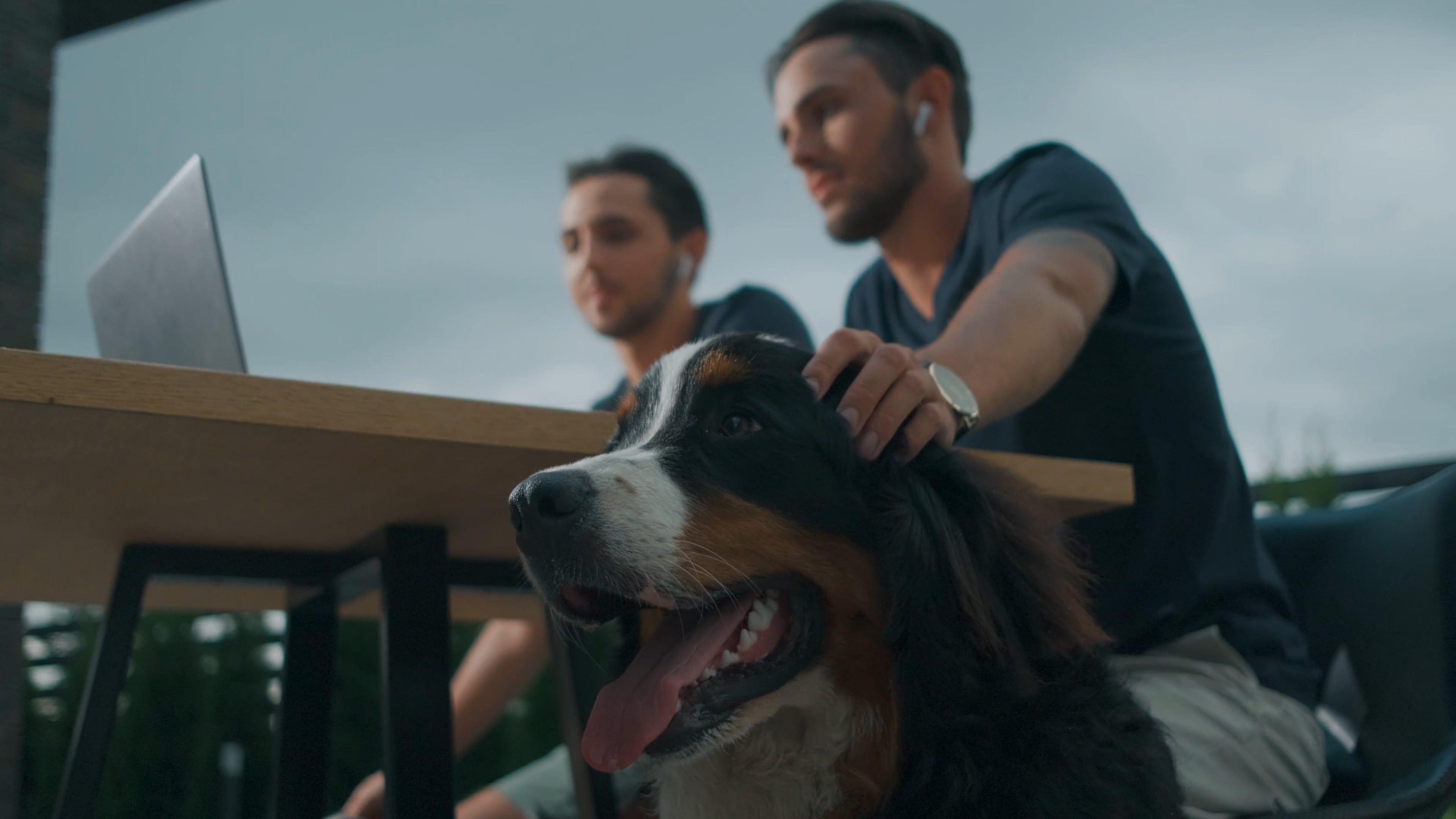 Person Petting a Dog While Looking at Screen of a Laptop Free Stock ...