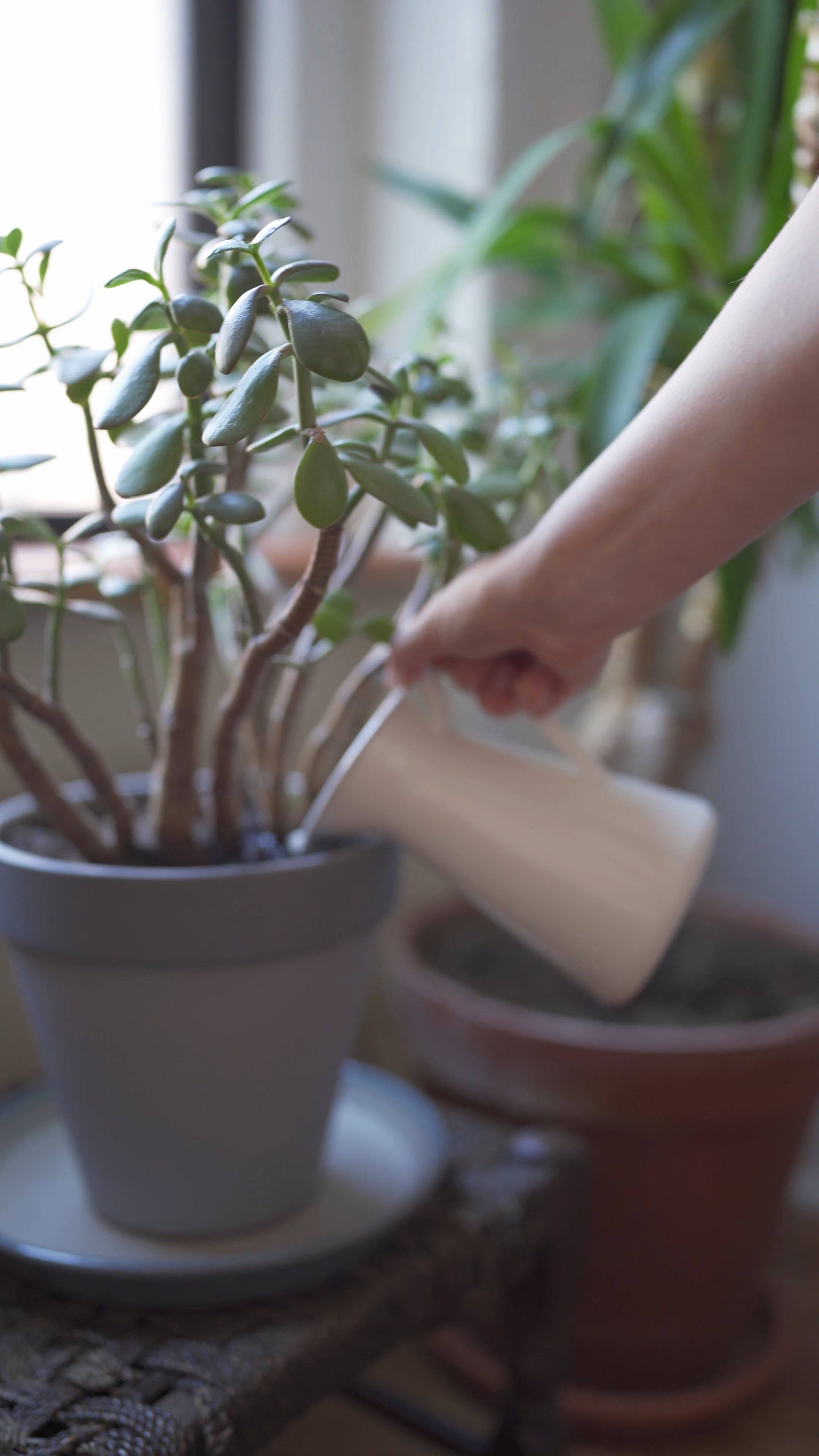 Una Persona Regando Las Plantas En Macetas · Vídeo de stock gratuito