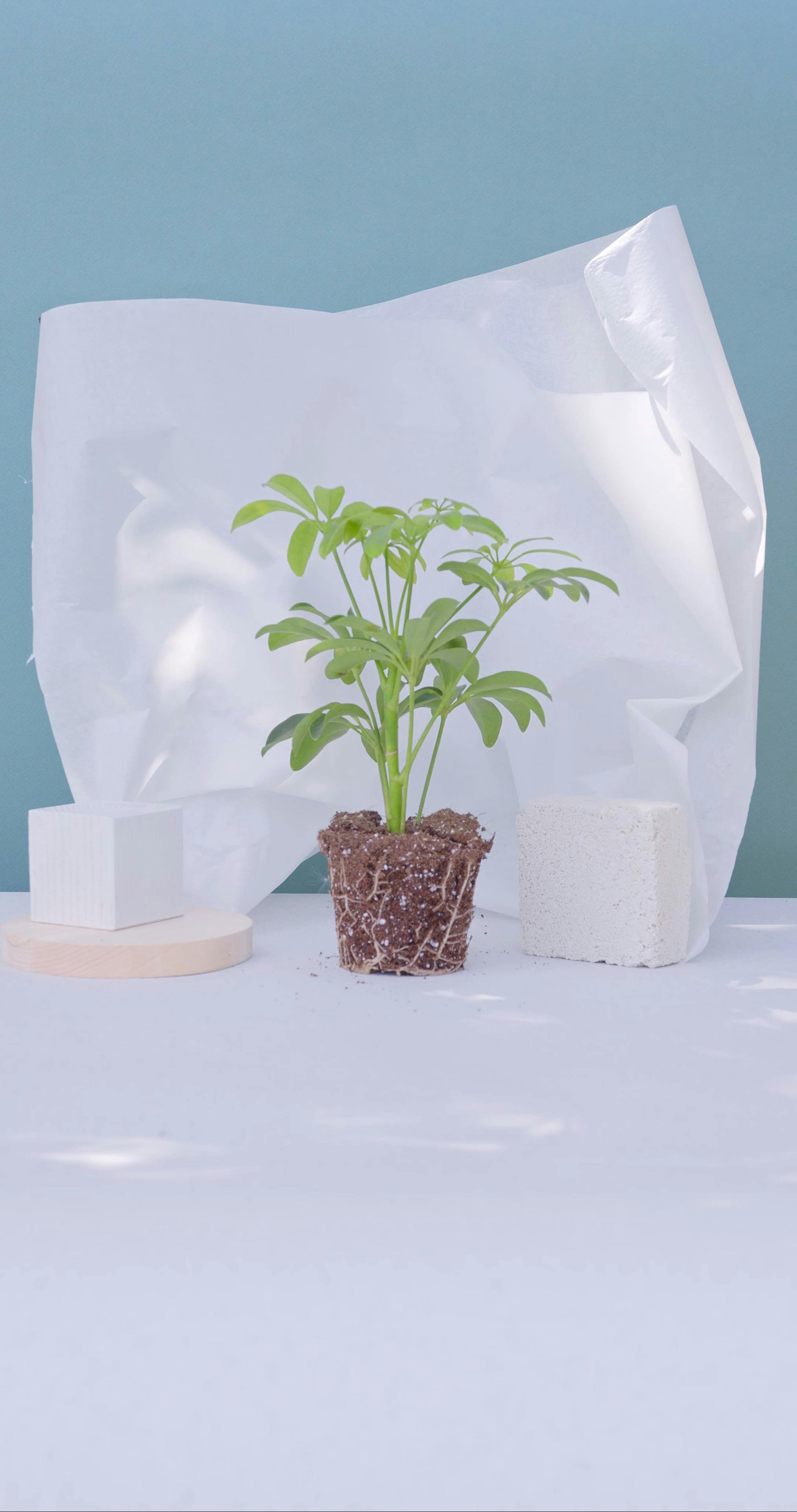Plant Growing Videos, Download The BEST Free 4k Stock Video Footage ...