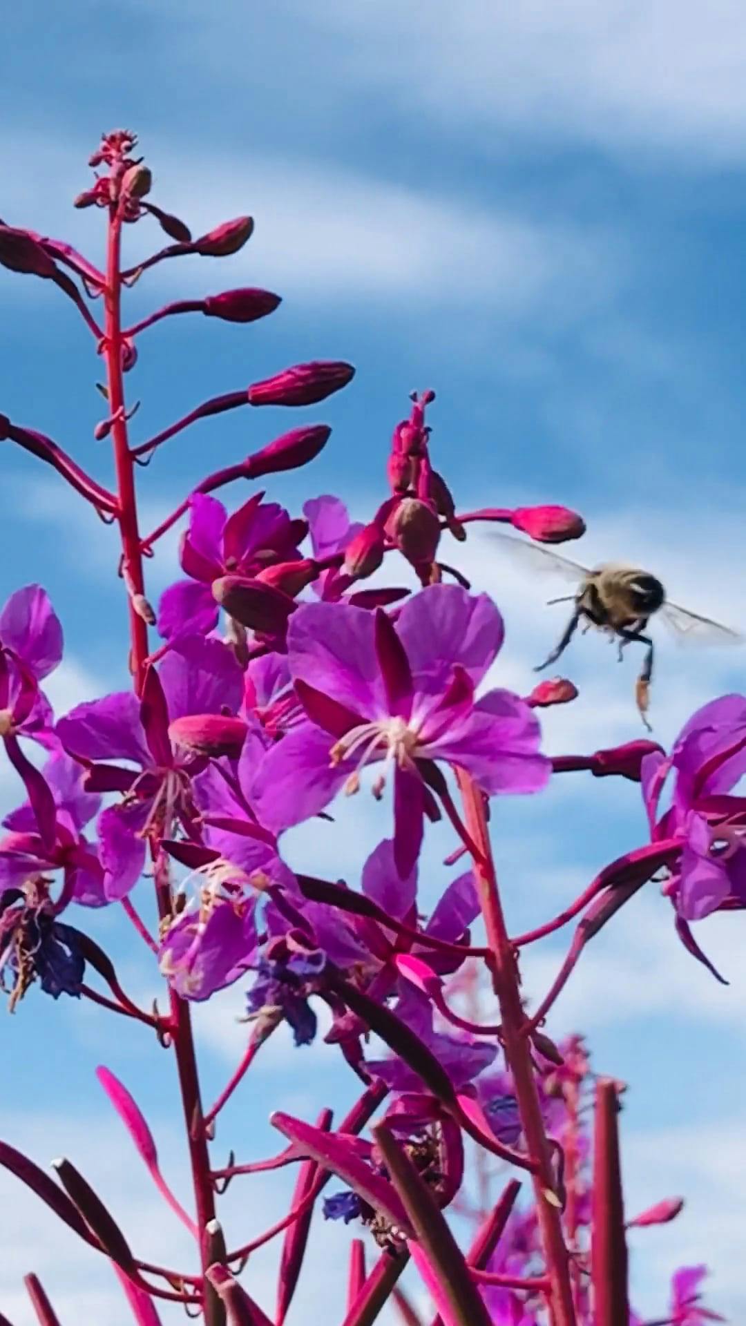 Sky Bee Videos, Download The BEST Free 4k Stock Video Footage & Sky Bee HD Video Clips