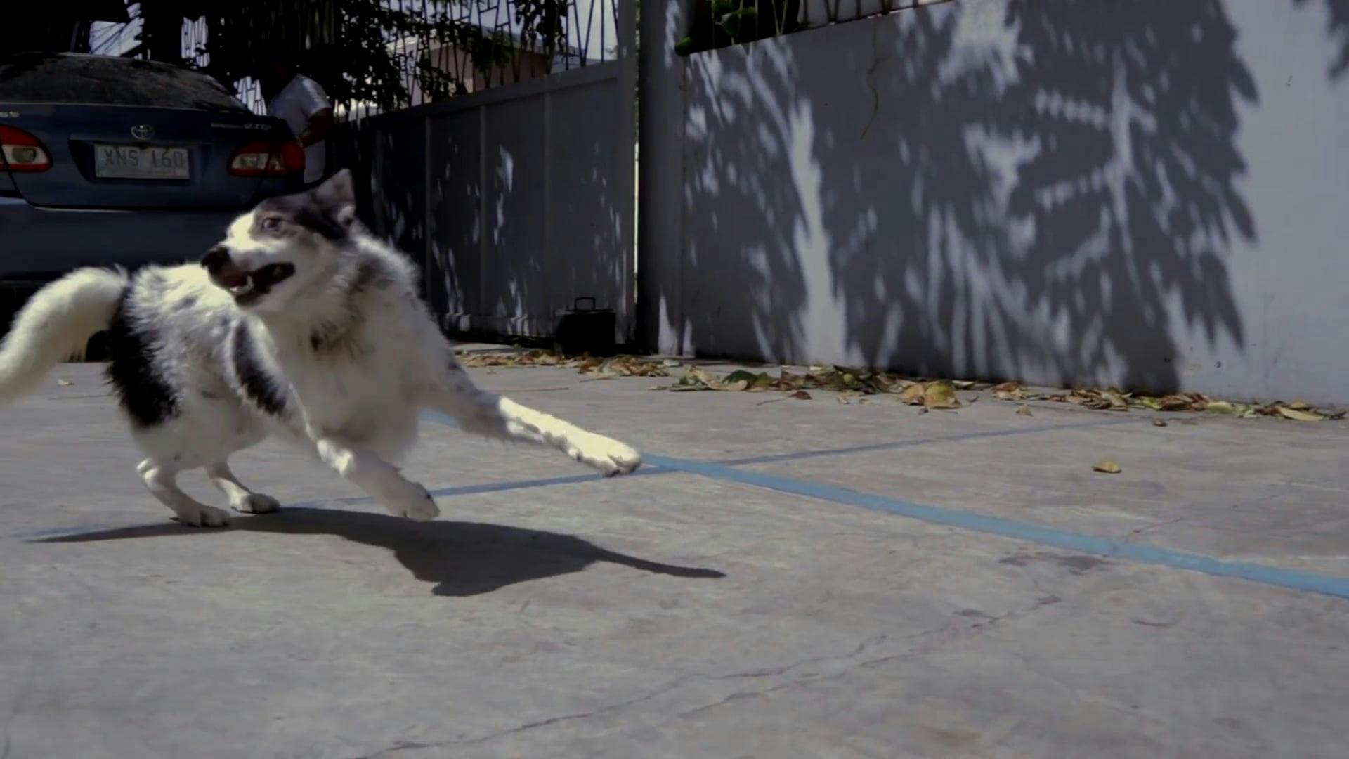 A Dog Running Around Free Stock Video Footage, Royalty-Free 4K & HD ...