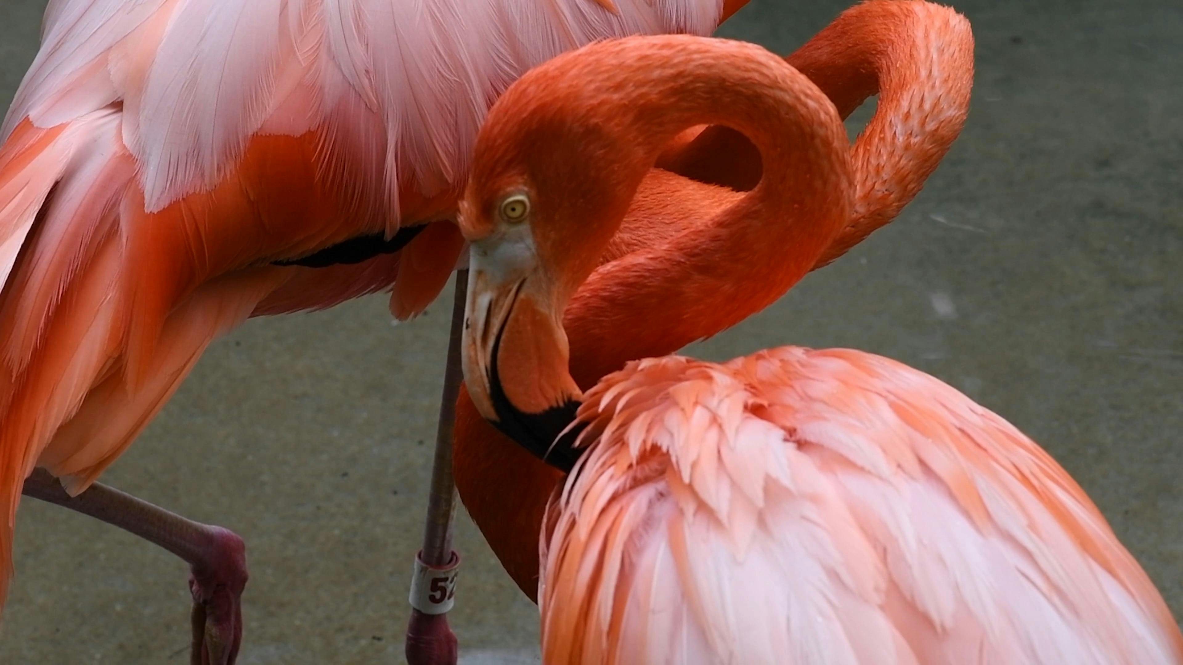40+ Best Flamingos Videos · 100% Free Download · Pexels Stock Videos