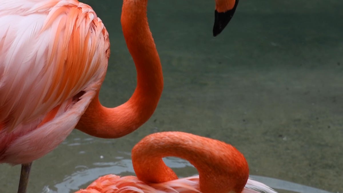 Flamingos Videos, Download The BEST Free 4k Stock Video Footage ...