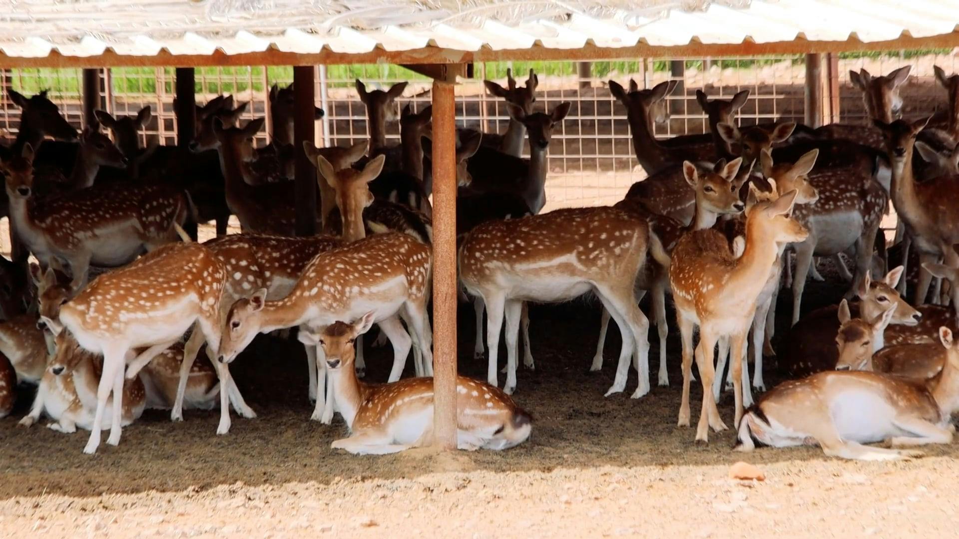 Deer Shedding Videos, Download The BEST Free 4k Stock Video Footage ...