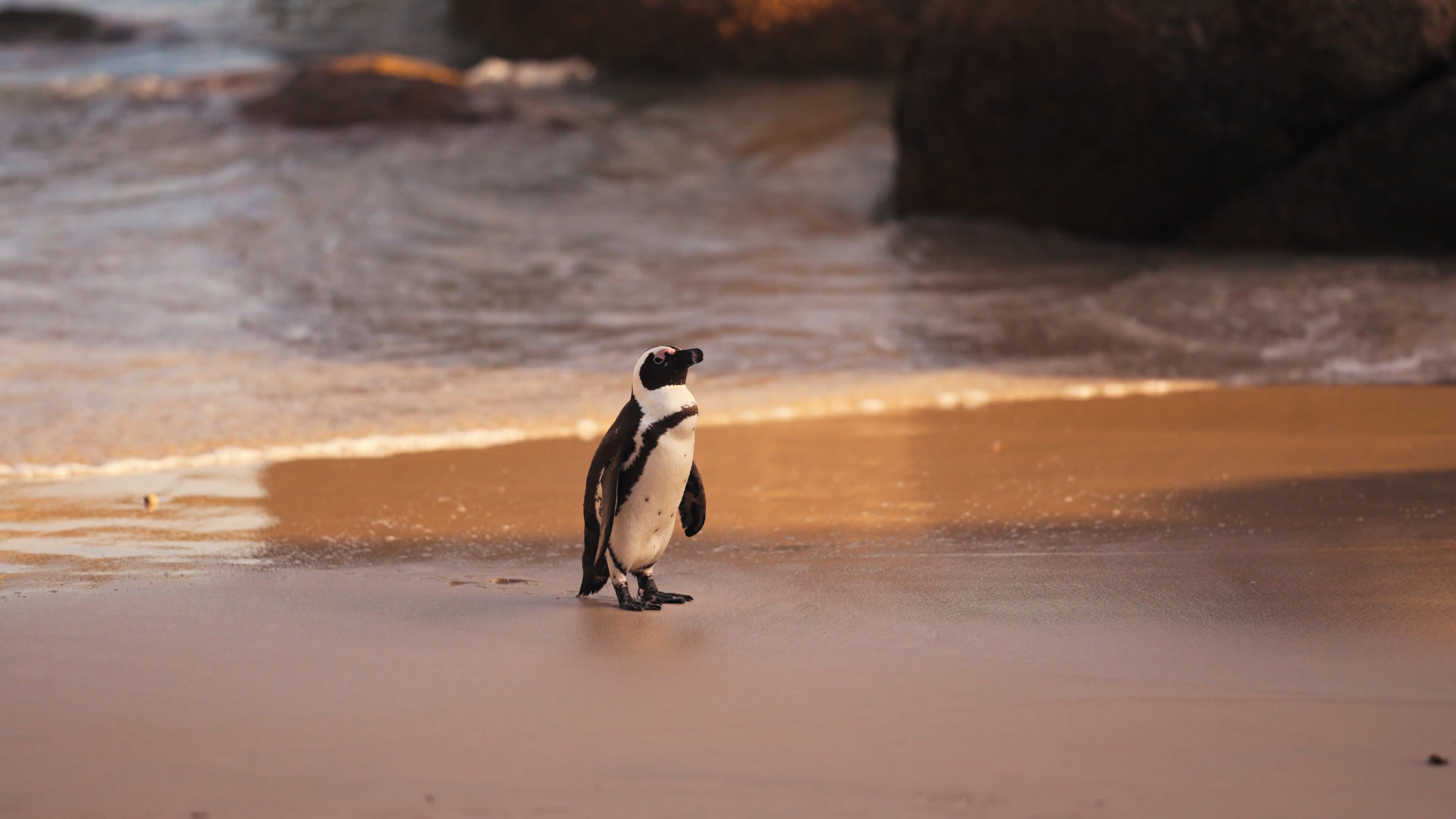 A Cute Penguins on the Beach Free Stock Video Footage, Royalty-Free 4K ...