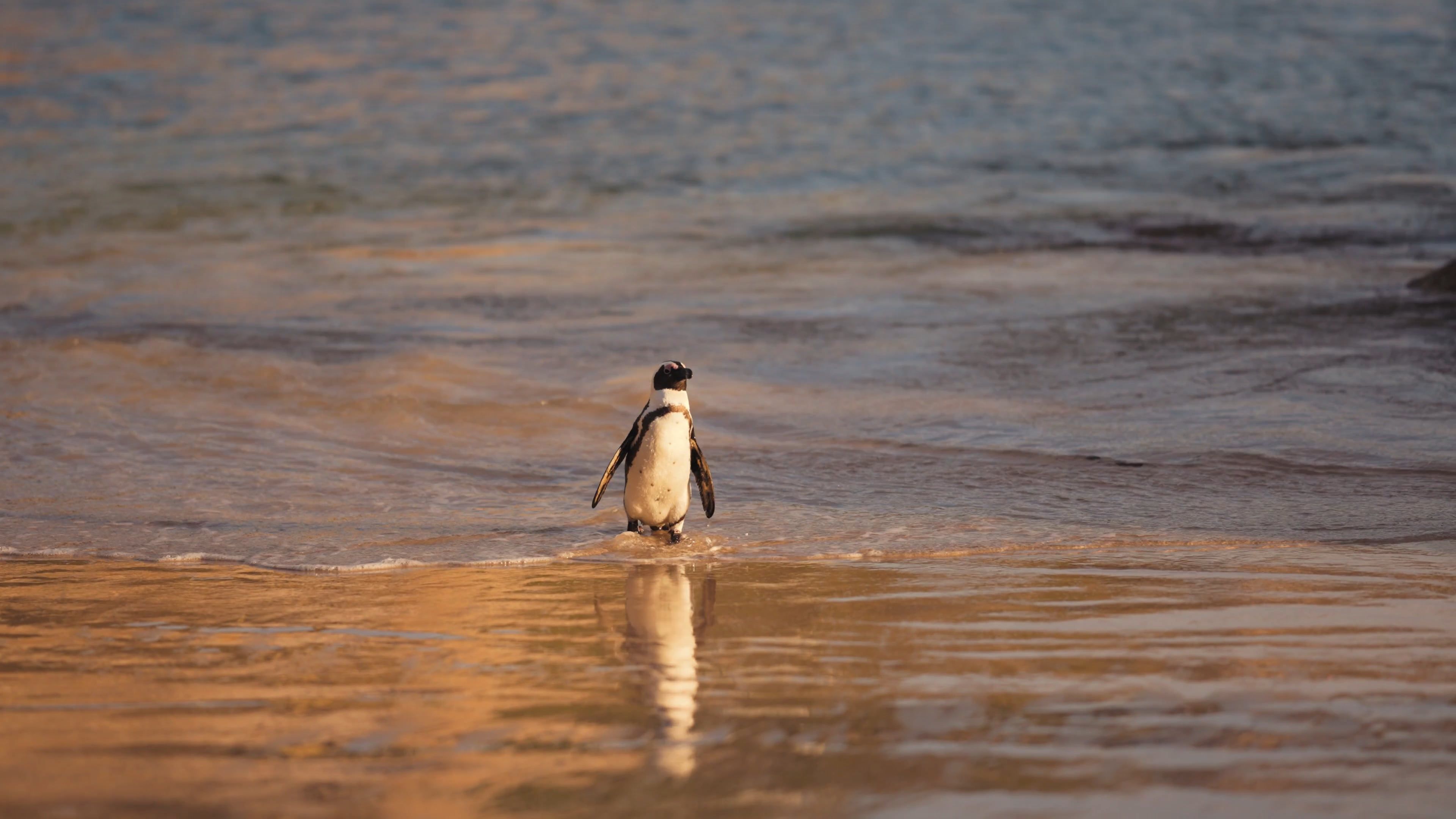 A Cute Penguins on the Beach Free Stock Video Footage, Royalty-Free 4K ...
