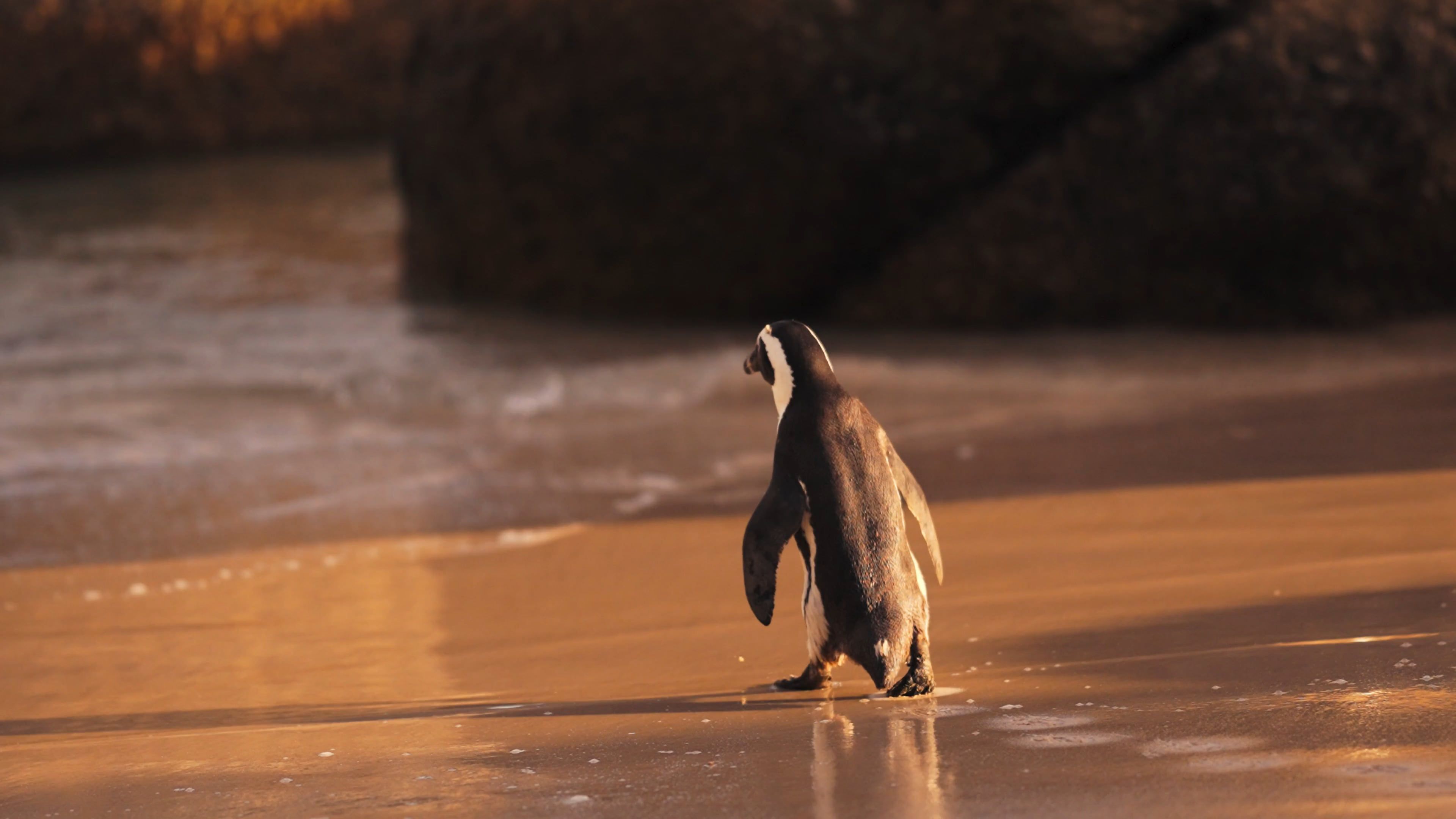Back View of a Penguin Walking on Beach Free Stock Video Footage ...