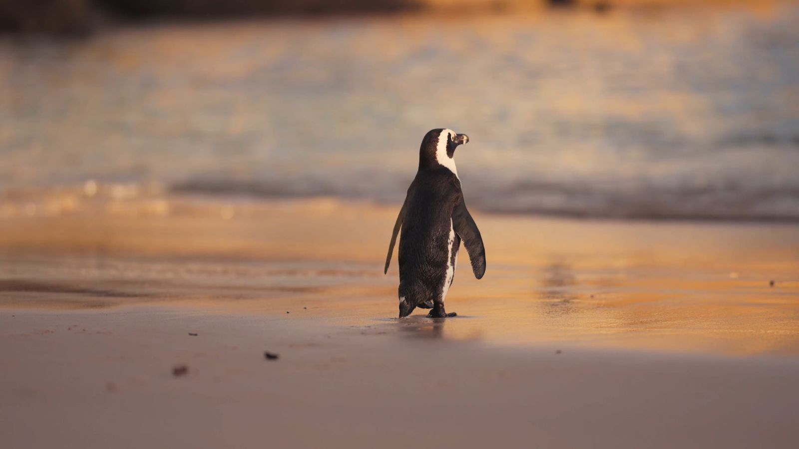 Penguin Videos, Download The BEST Free 4k Stock Video Footage & Penguin ...