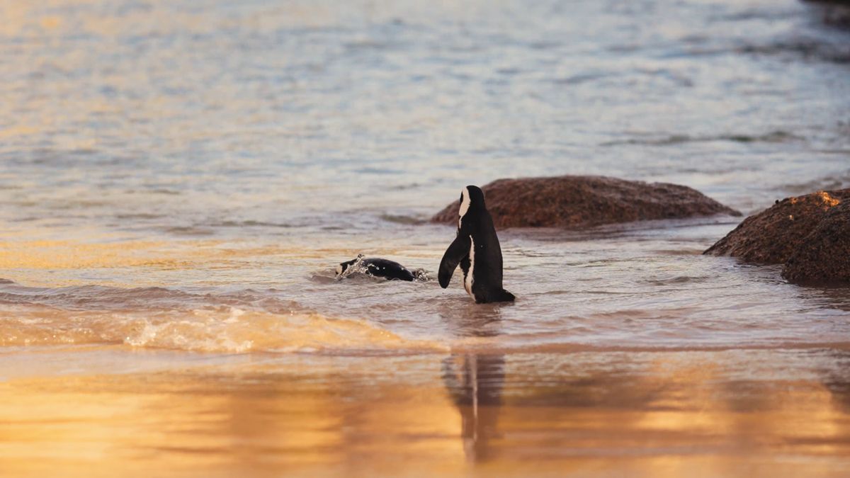 Penguins Videos, Download The BEST Free 4k Stock Video Footage ...