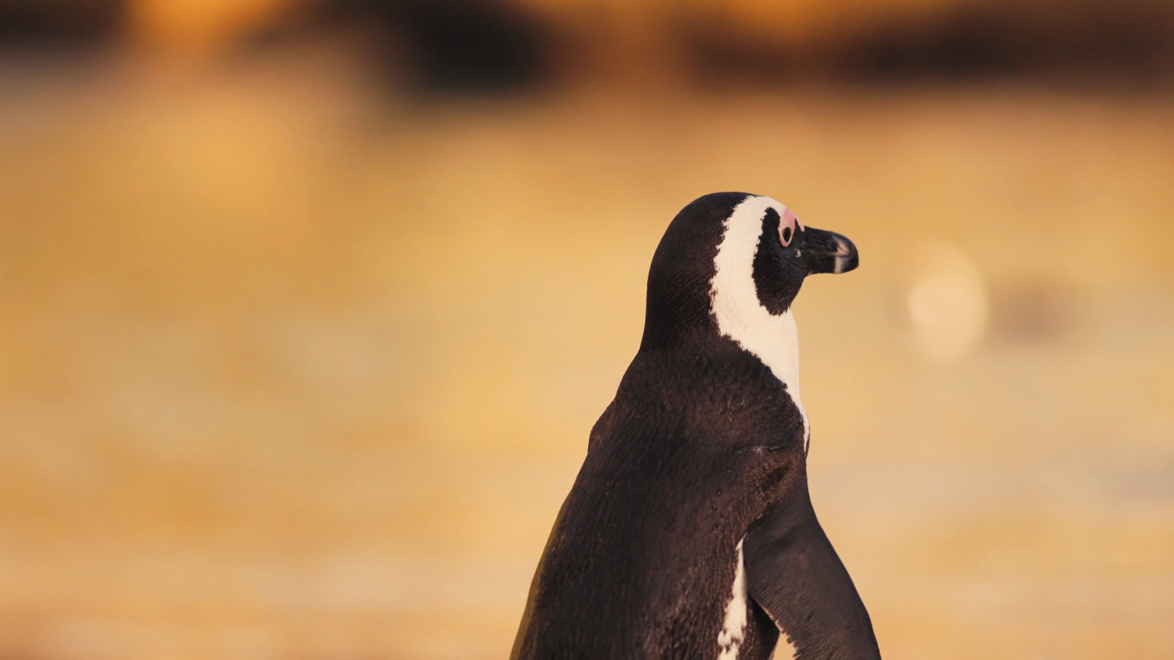 An African Penguin at the Beach Free Stock Video Footage, Royalty-Free ...