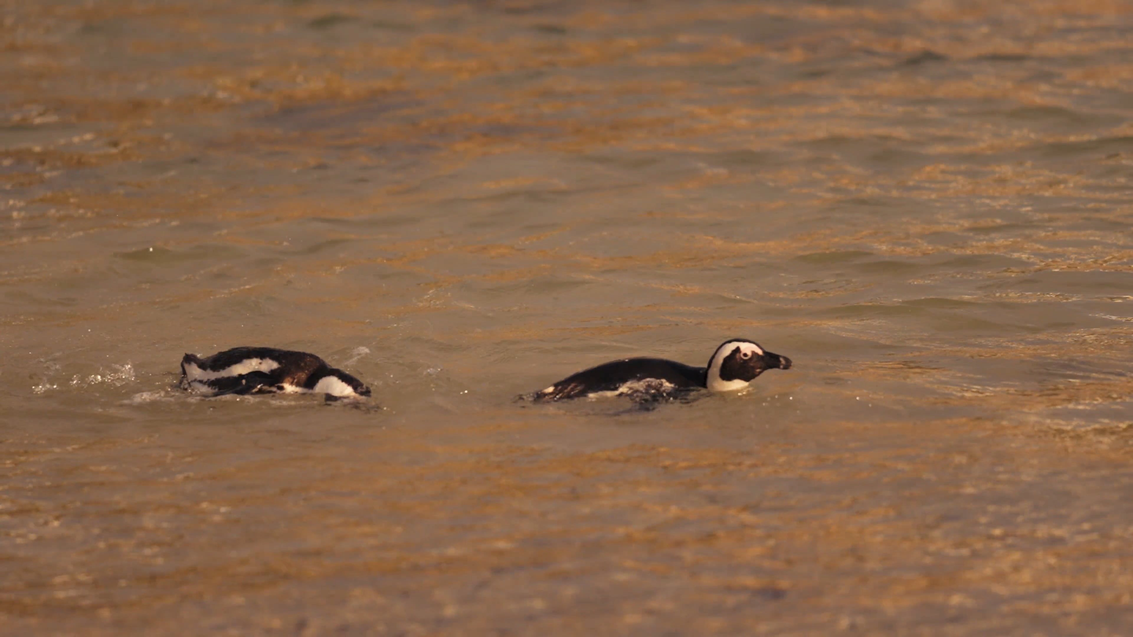 A Cute Penguins on the Beach · Free Stock Video