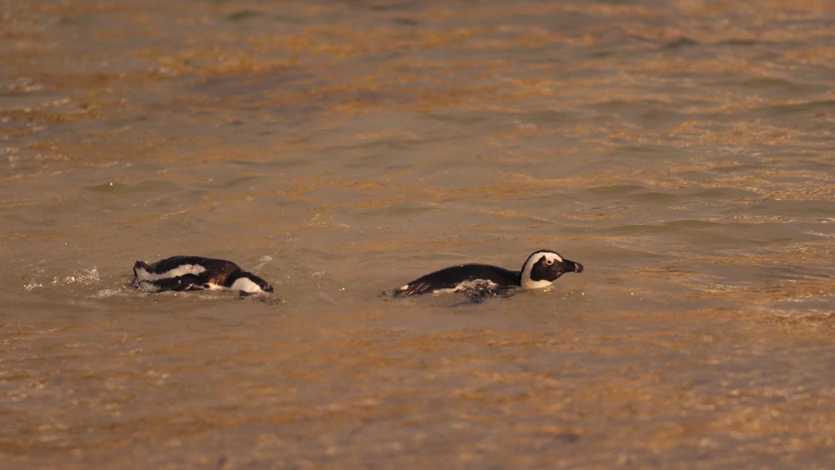 Penguins Videos, Download The BEST Free 4k Stock Video Footage ...