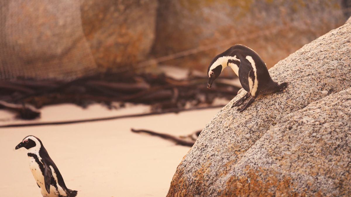 Penguins Videos, Download The BEST Free 4k Stock Video Footage ...