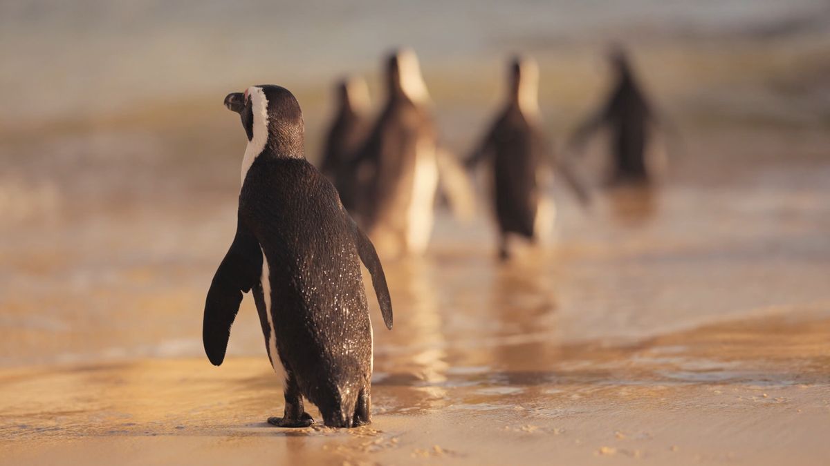 Penguins Videos, Download The BEST Free 4k Stock Video Footage ...