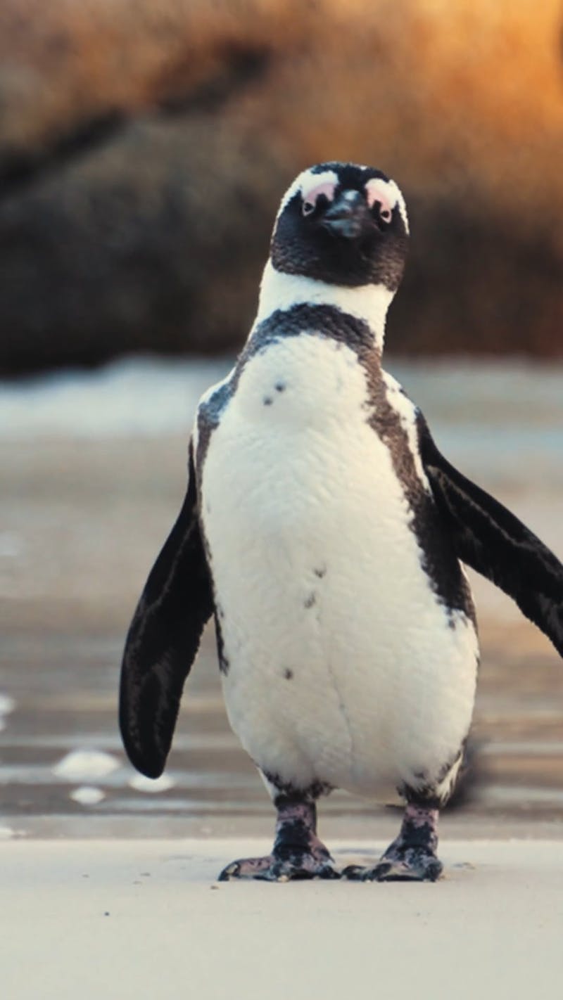 Penguin Videos, Download The BEST Free 4k Stock Video Footage & Penguin ...
