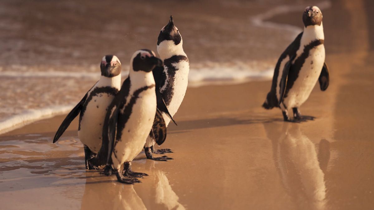 Penguins Videos, Download The BEST Free 4k Stock Video Footage ...